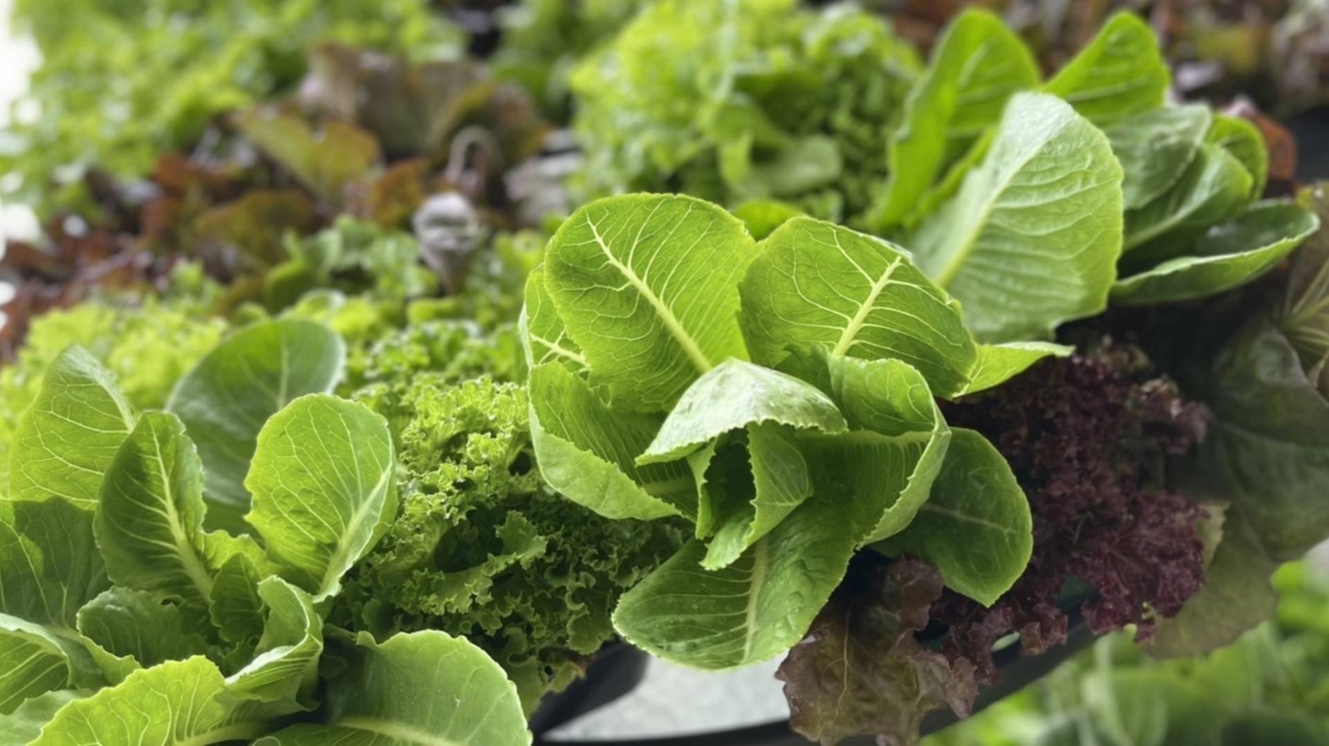 PoMee Farm ผักสลัด - สั่งอาหารเดลิเวอรี | Wongnai x LINE MAN