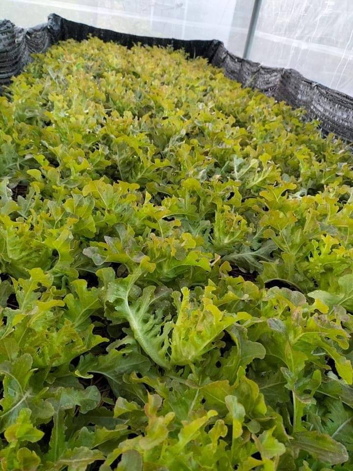 ร้าน สวนผักลุงจ่า Uncle Ja Farm คุ้มเกล้า 38