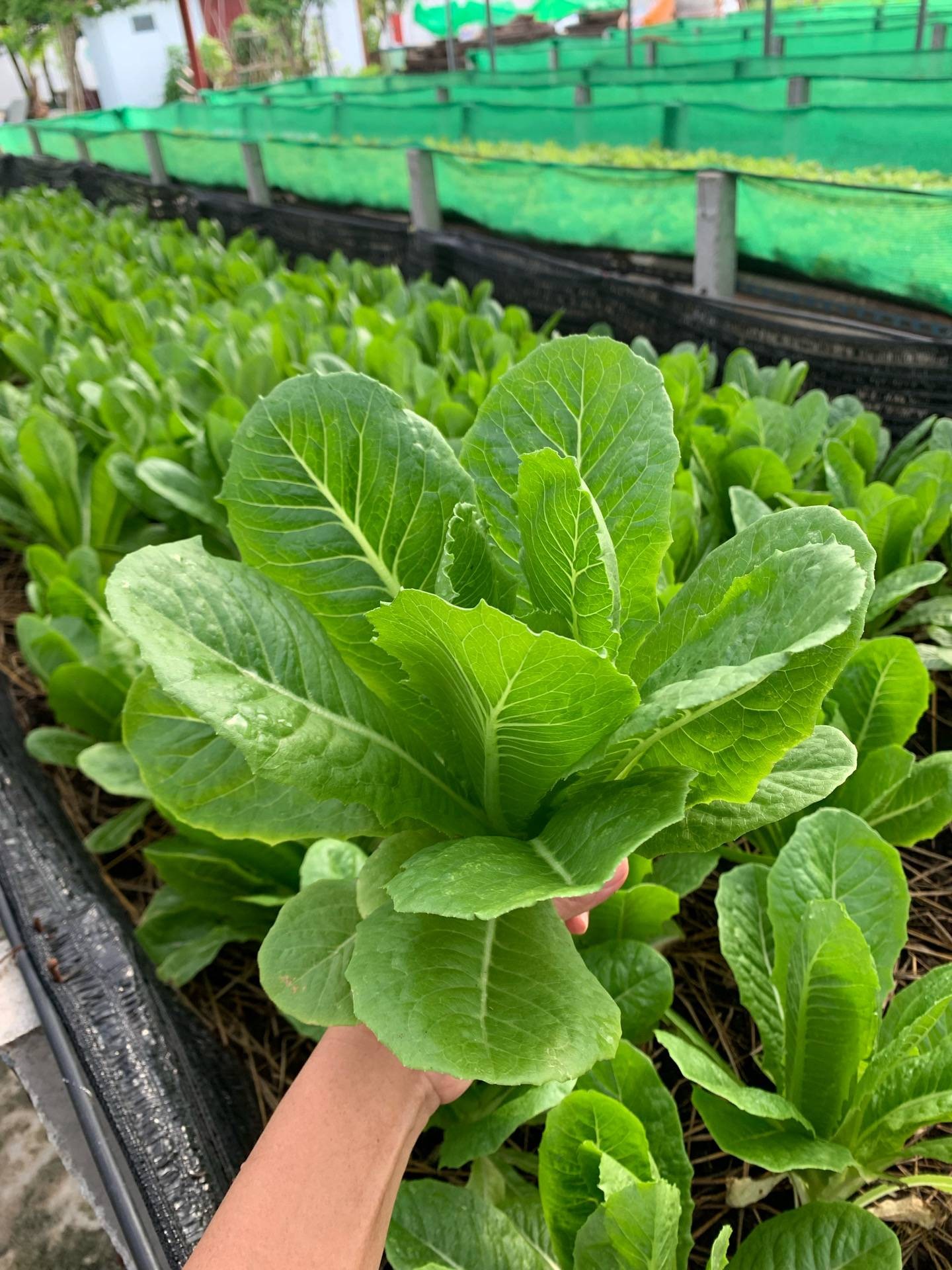 รีวิว สวนผักลุงจ่า Uncle Ja Farm คุ้มเกล้า 38 - ผักปลอดสาร ปลูกแบบ ...