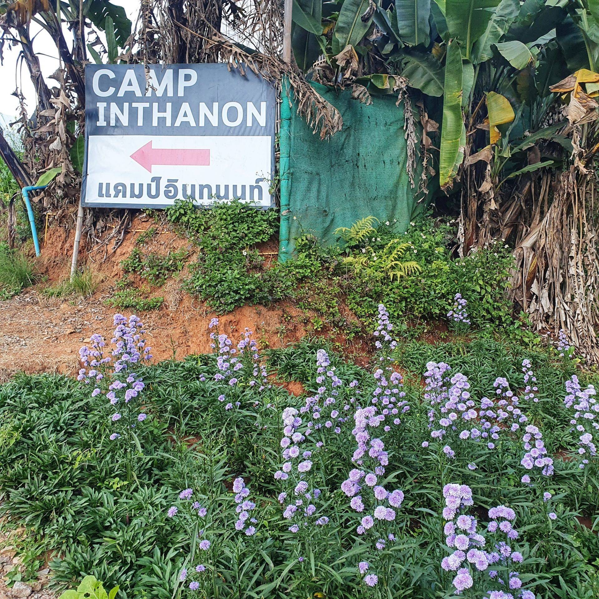 รูป Camp Inthanon