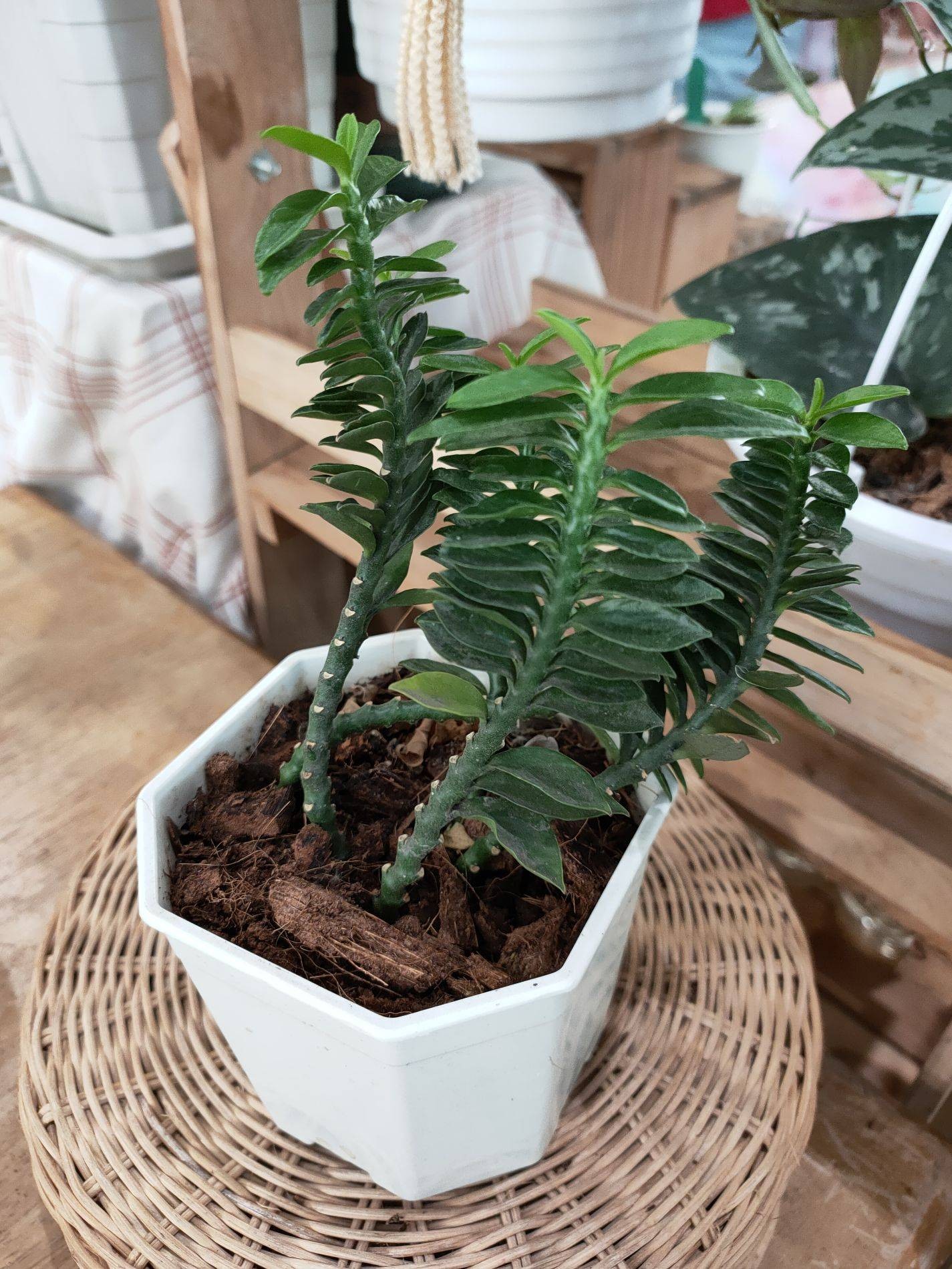 ร้าน Miss the tree,miss me Central salaya - Wongnai