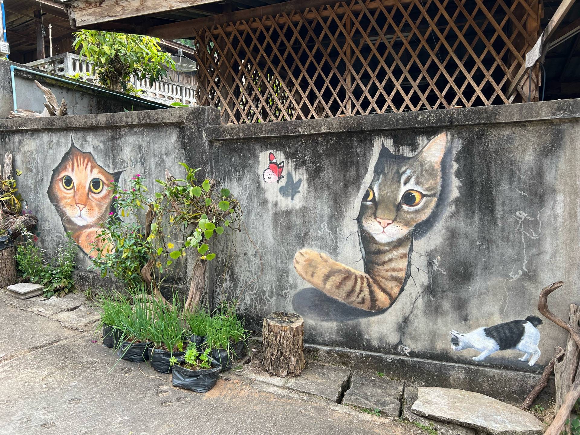รูป ชุมชนบ้านป่าเหมี้ยง - Wongnai