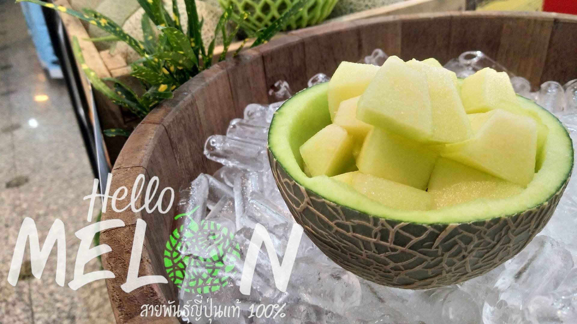 Hello Melon - สั่งอาหารเดลิเวอรี | Wongnai x LINE MAN