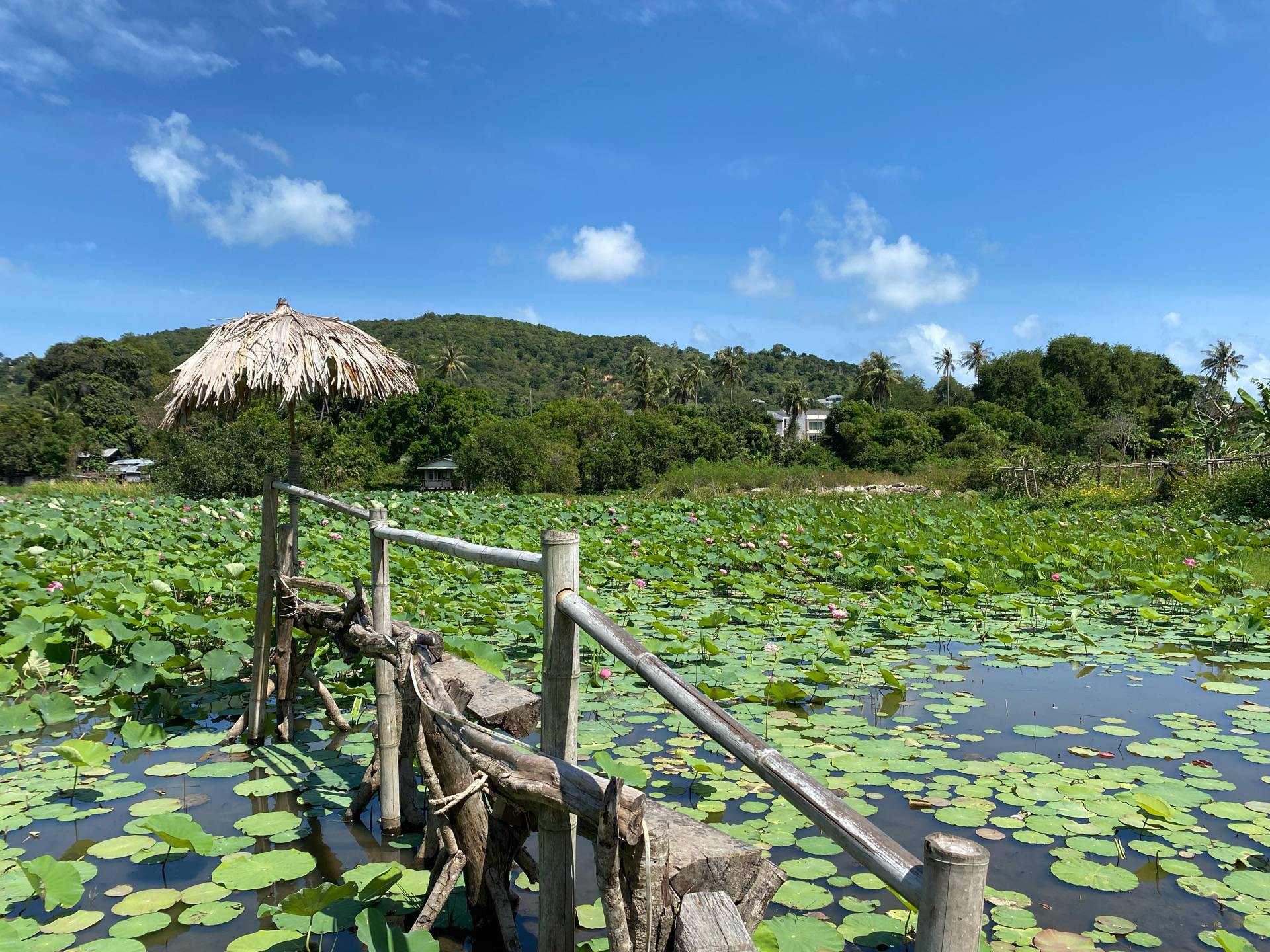รูป The Nature samui เกาะสมุย