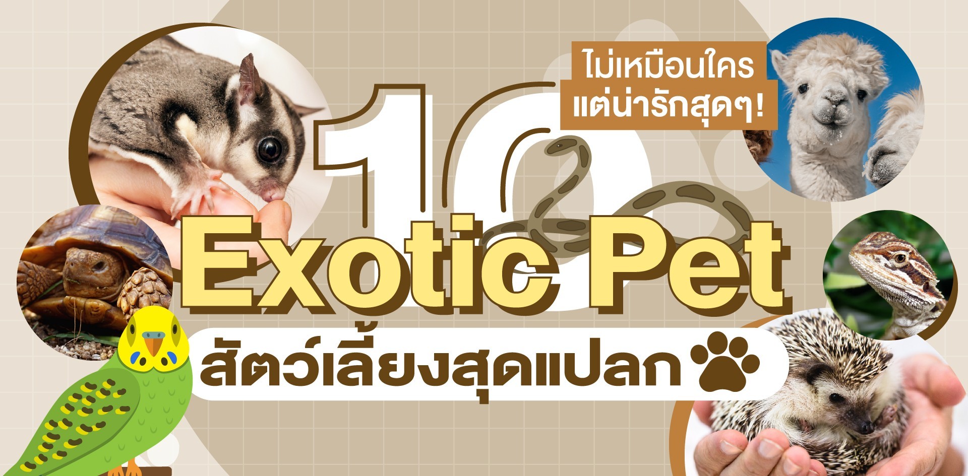 10 Exotic Pet 10 Exotic Pet
