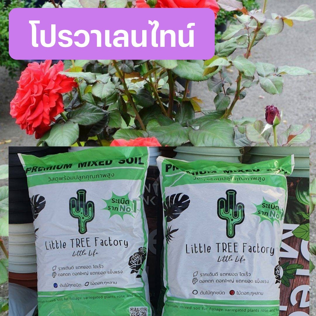 Little TREE Factory ตลาดต้นไม้สบายใจ ร้านค้า B1,B2 ร้านที่มีผ้าใบสี ...