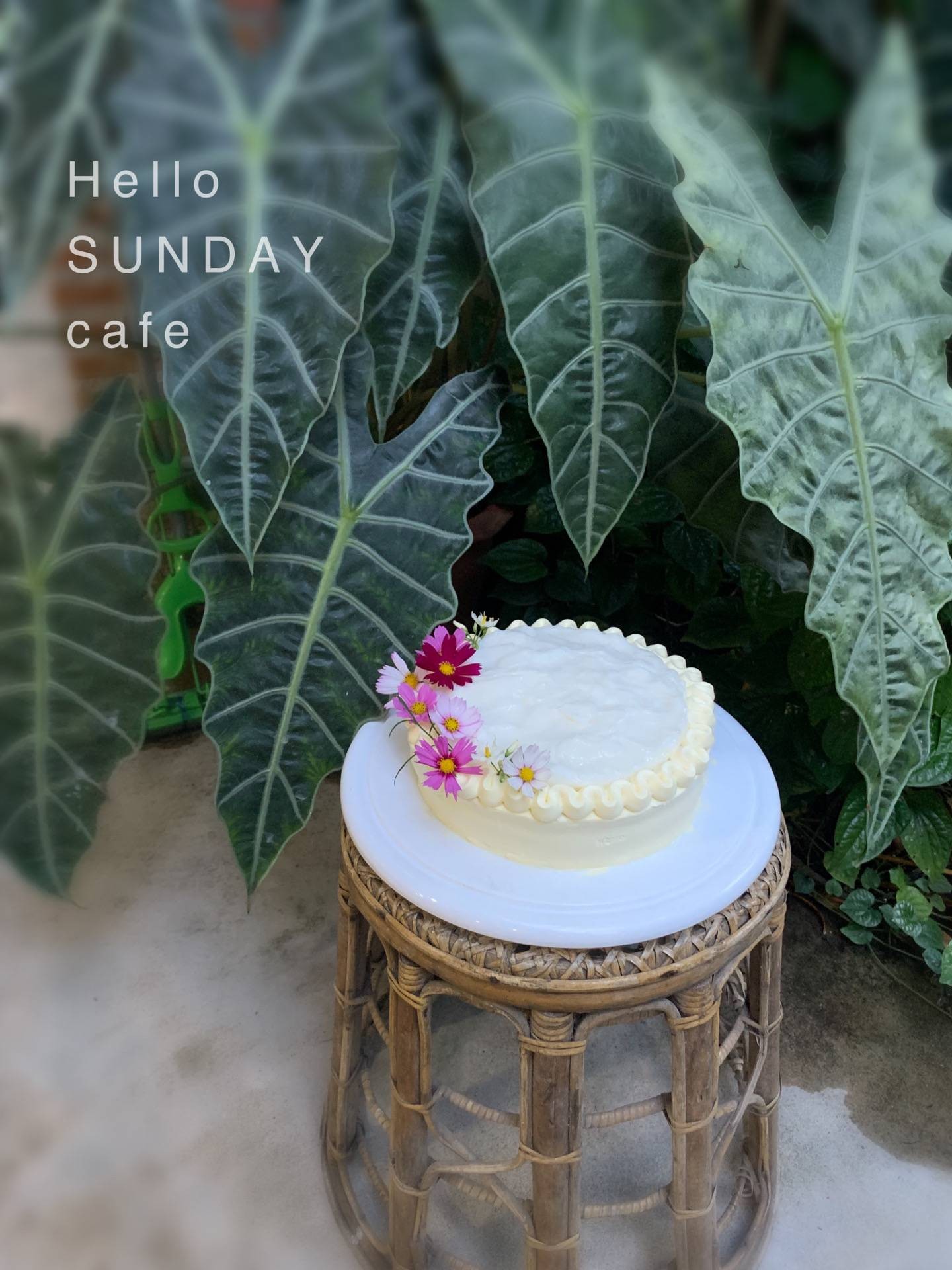 รีวิว บ้านแม่น้ำเรือนไทย Hello Sunday @Cafe - ชอบเค้กสุดๆเลยคะ - Wongnai