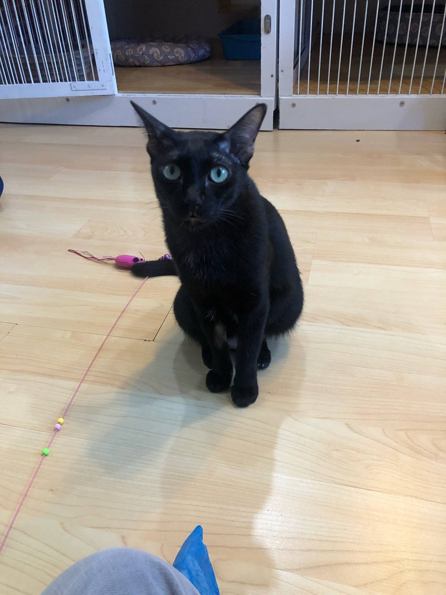 รีวิว Catsanova - Adoptable Cat Cafe - ถ้าลูกค้าคนไหนติดใจแมวๆในห้อง ...