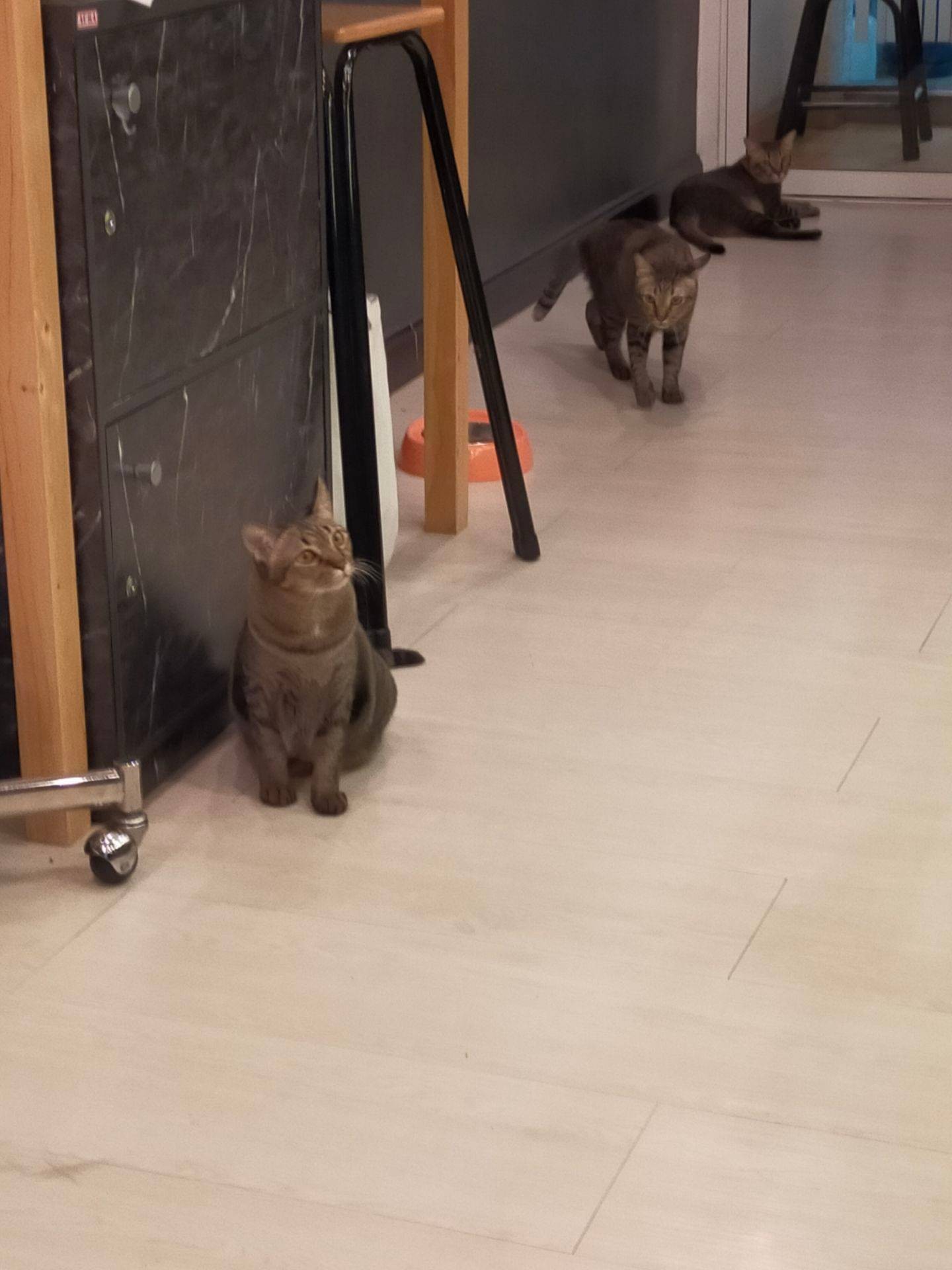 รูป Catsanova - Adoptable Cat Cafe