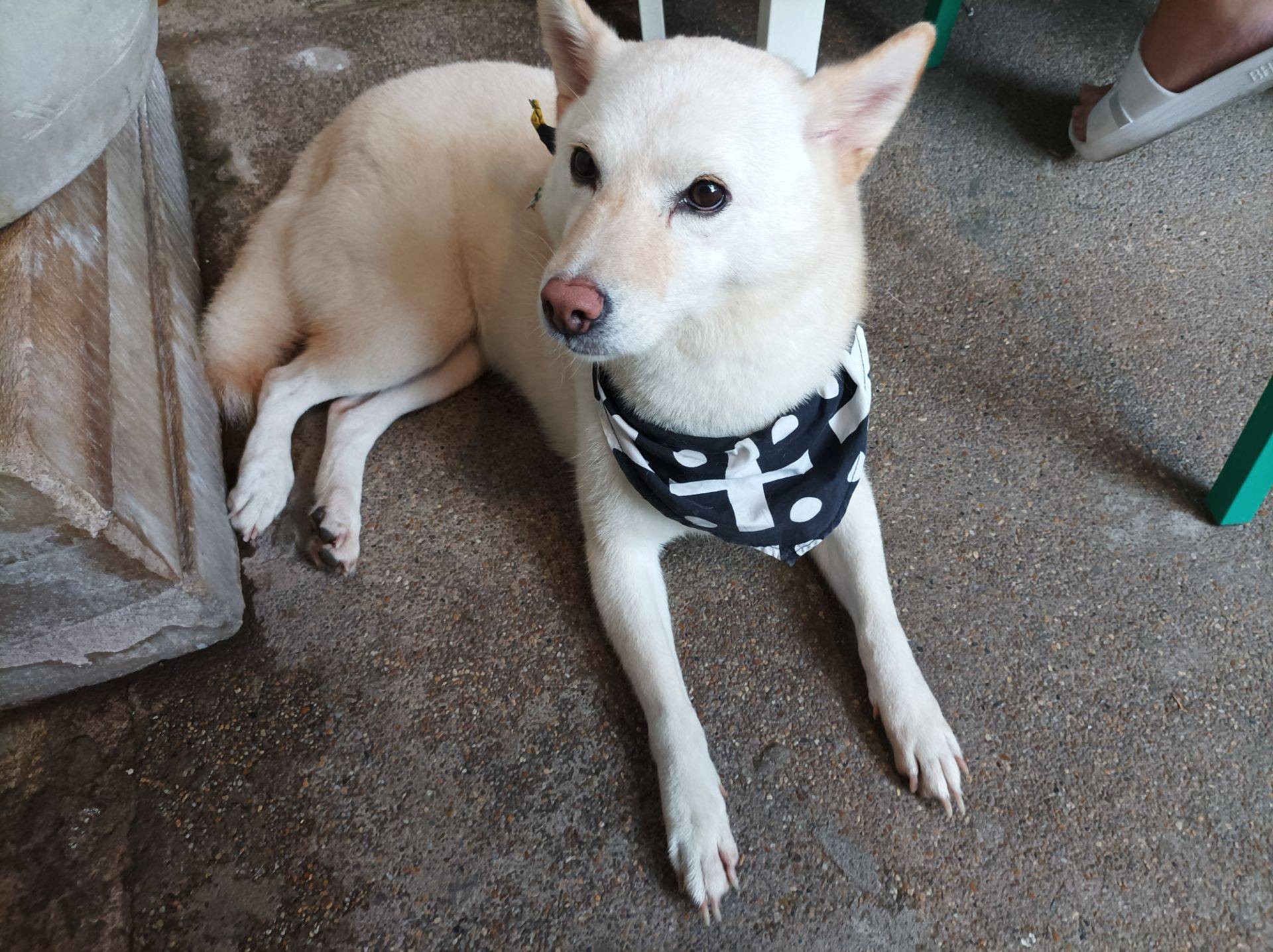 รูป Inu Cafe Huahin