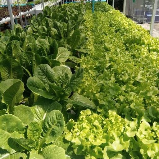 ร้าน บัวลี Freshville Farm นวมินทร์ 42 | รีวิวร้านอาหาร