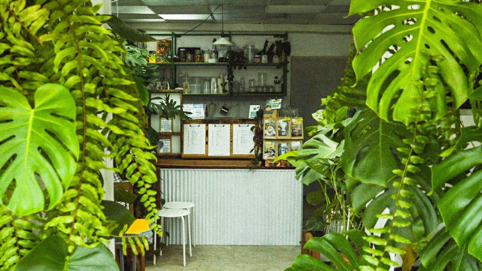 ร้าน Yonma.HousePlants And Friends | รีวิวร้านอาหาร