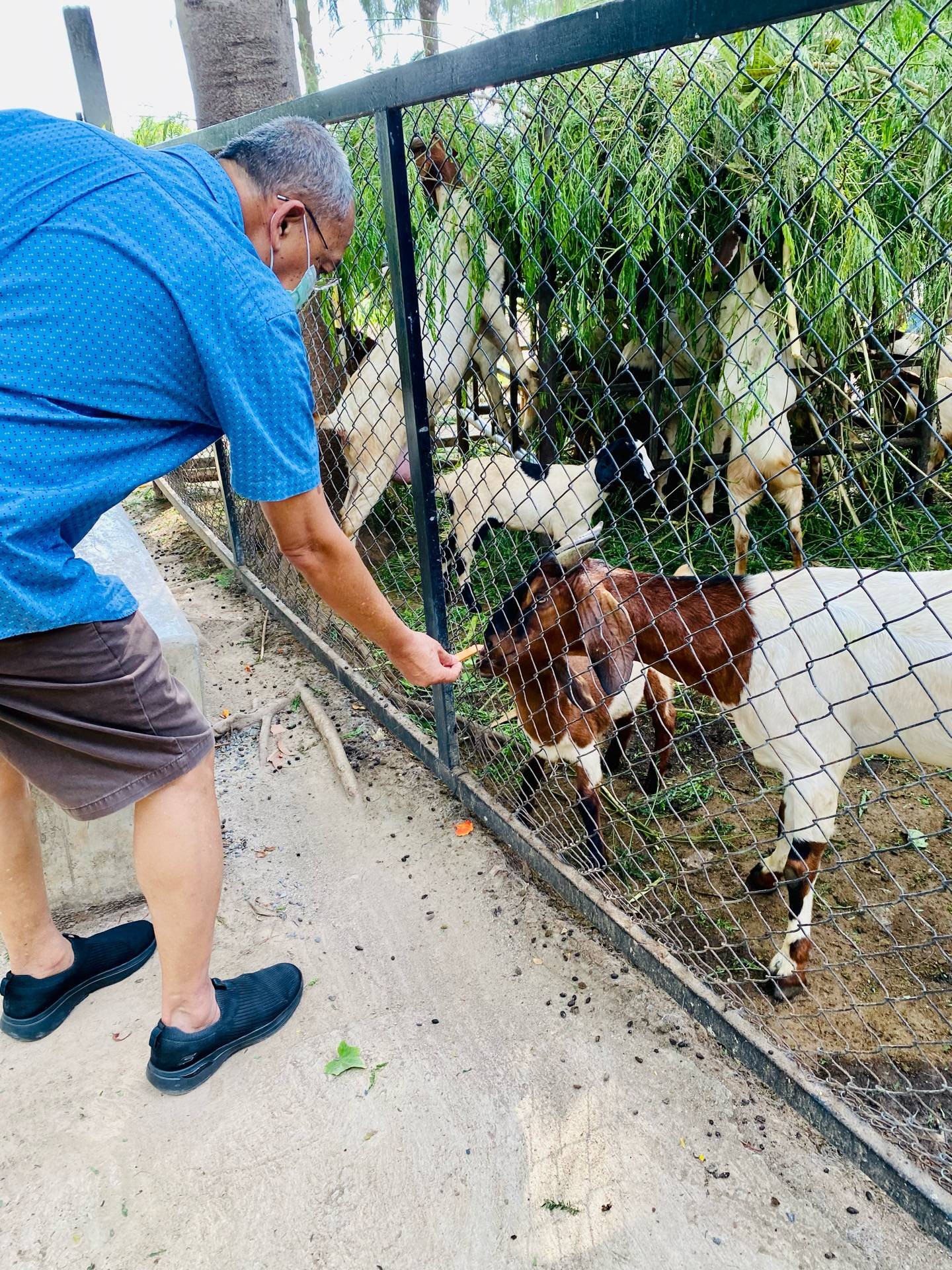 รูป Mini Murrah Farm ดอนทราย, บ้านโพธิ์