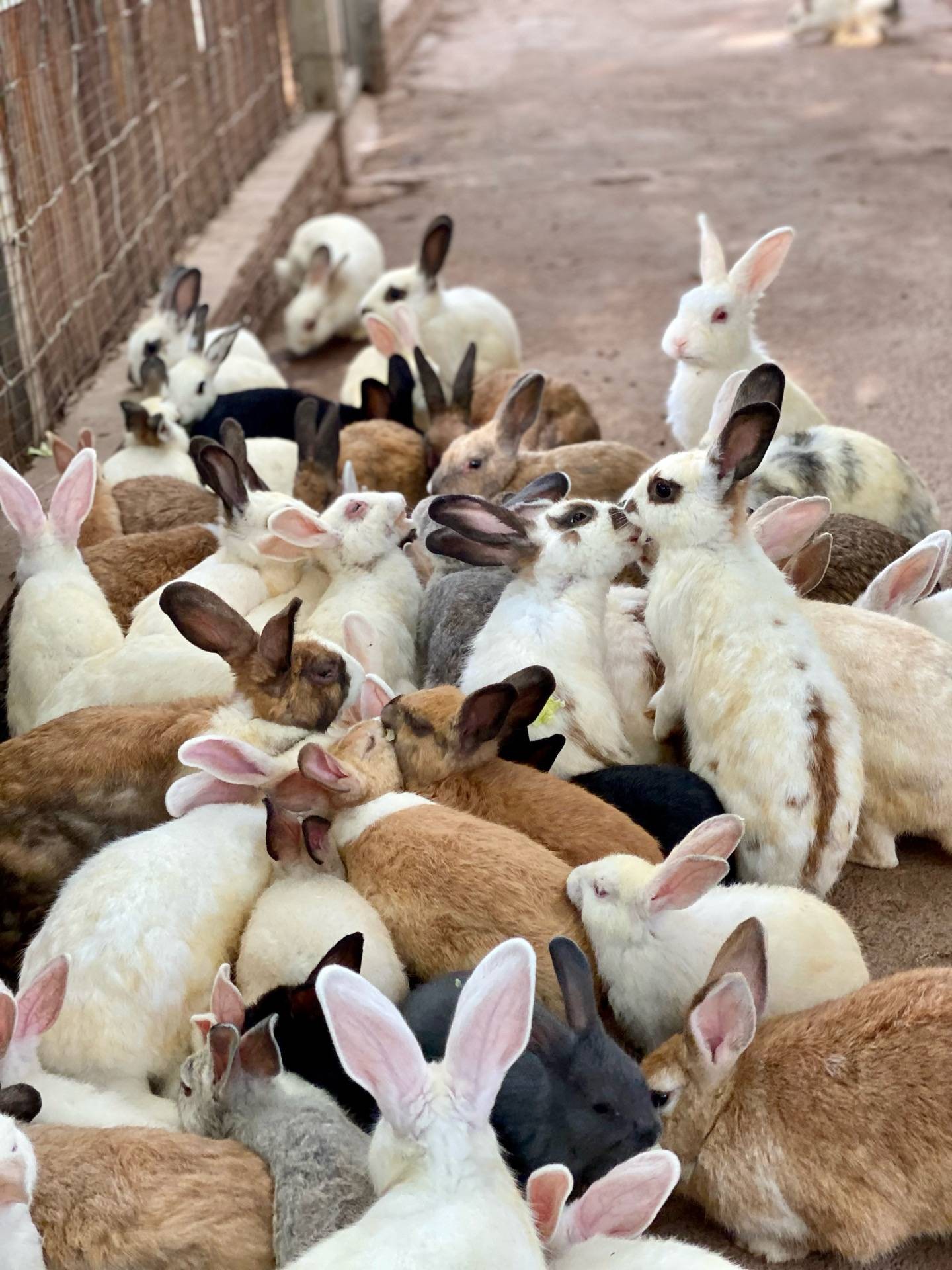 รูป Mini Murrah Farm ดอนทราย, บ้านโพธิ์