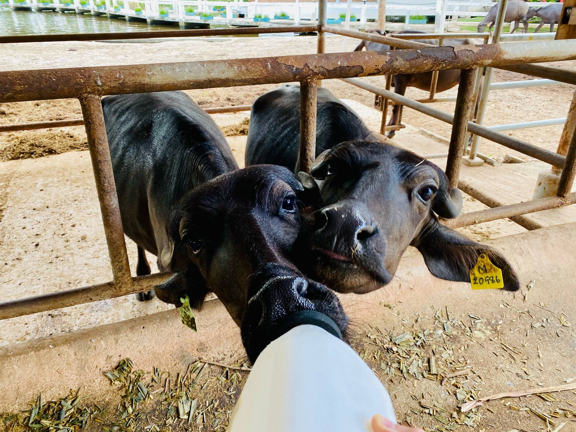 รูป Mini Murrah Farm ดอนทราย, บ้านโพธิ์