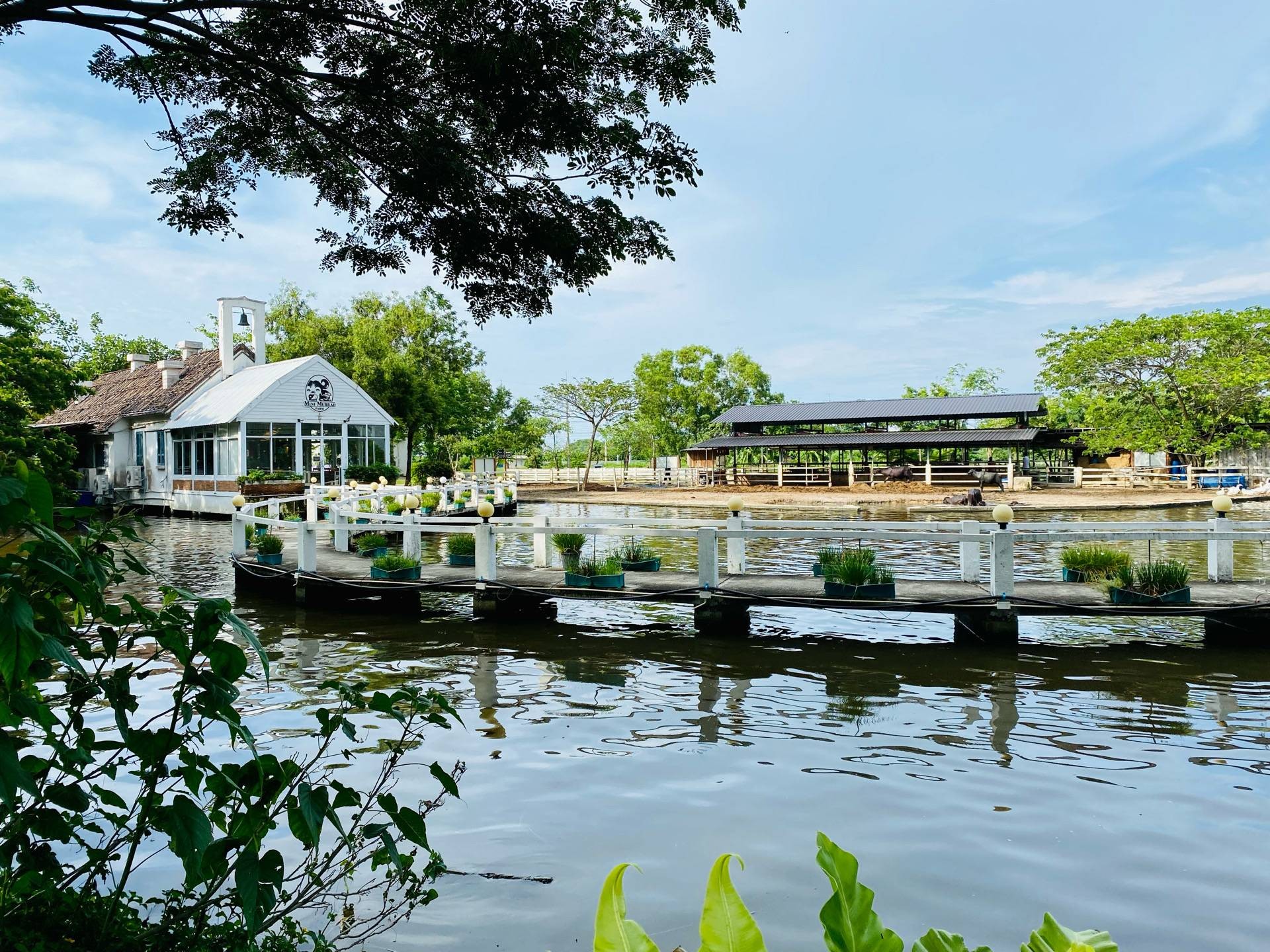 รูป Mini Murrah Farm ดอนทราย, บ้านโพธิ์
