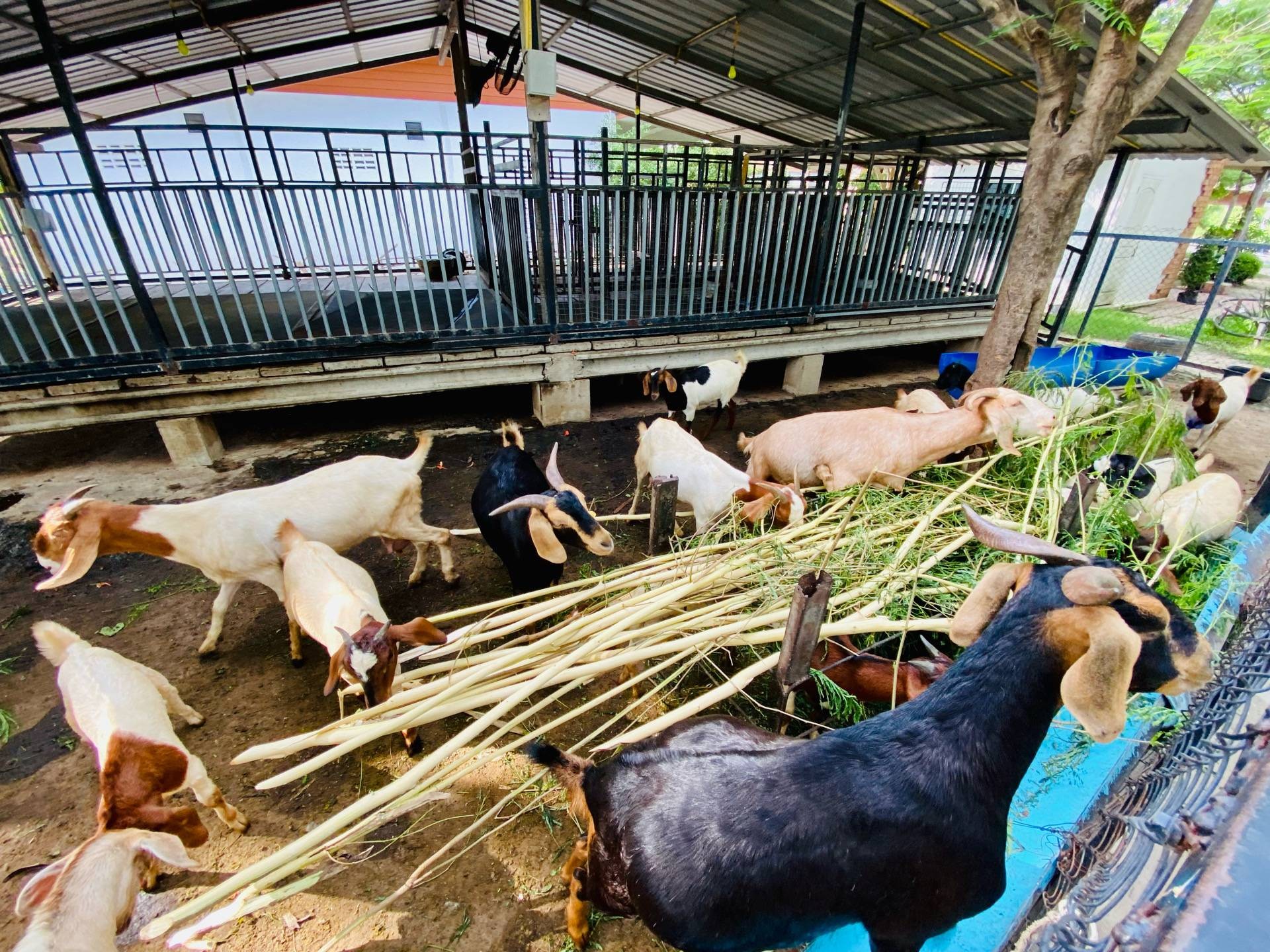 รูป Mini Murrah Farm ดอนทราย, บ้านโพธิ์