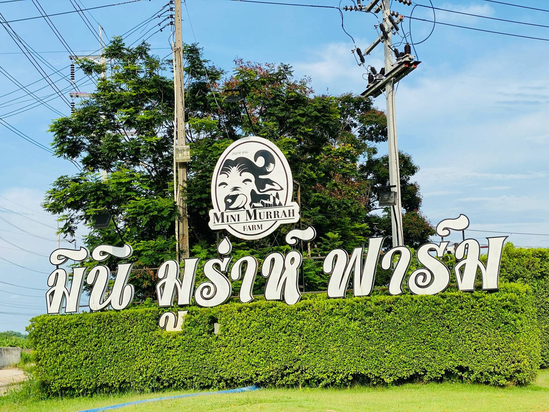 รูป Mini Murrah Farm ดอนทราย, บ้านโพธิ์ - Wongnai