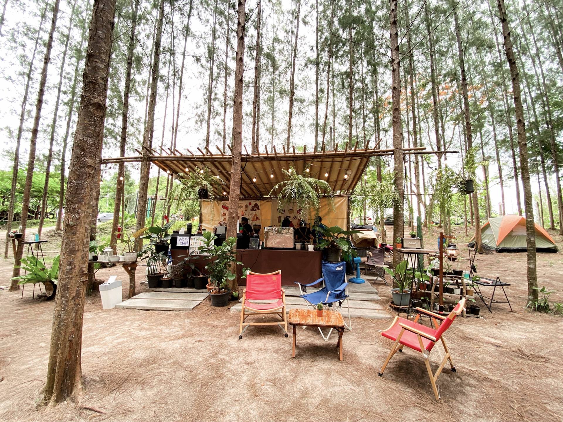 รีวิว Phupha Coffee Camp บ้านคา ราชบุรี - นั่งชิลกลางป่าสน