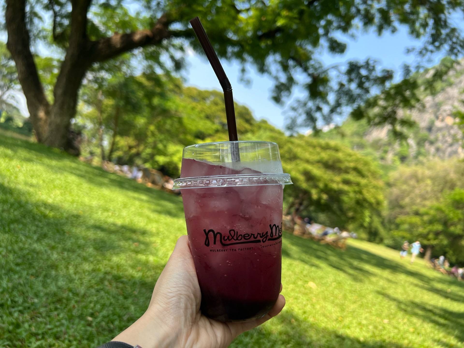 รีวิว Mulberry Mellow แคชเชียร์ร้าน 1 - คาเฟ่ ร่มรื่น ใต้ต้นไม้ใหญ่