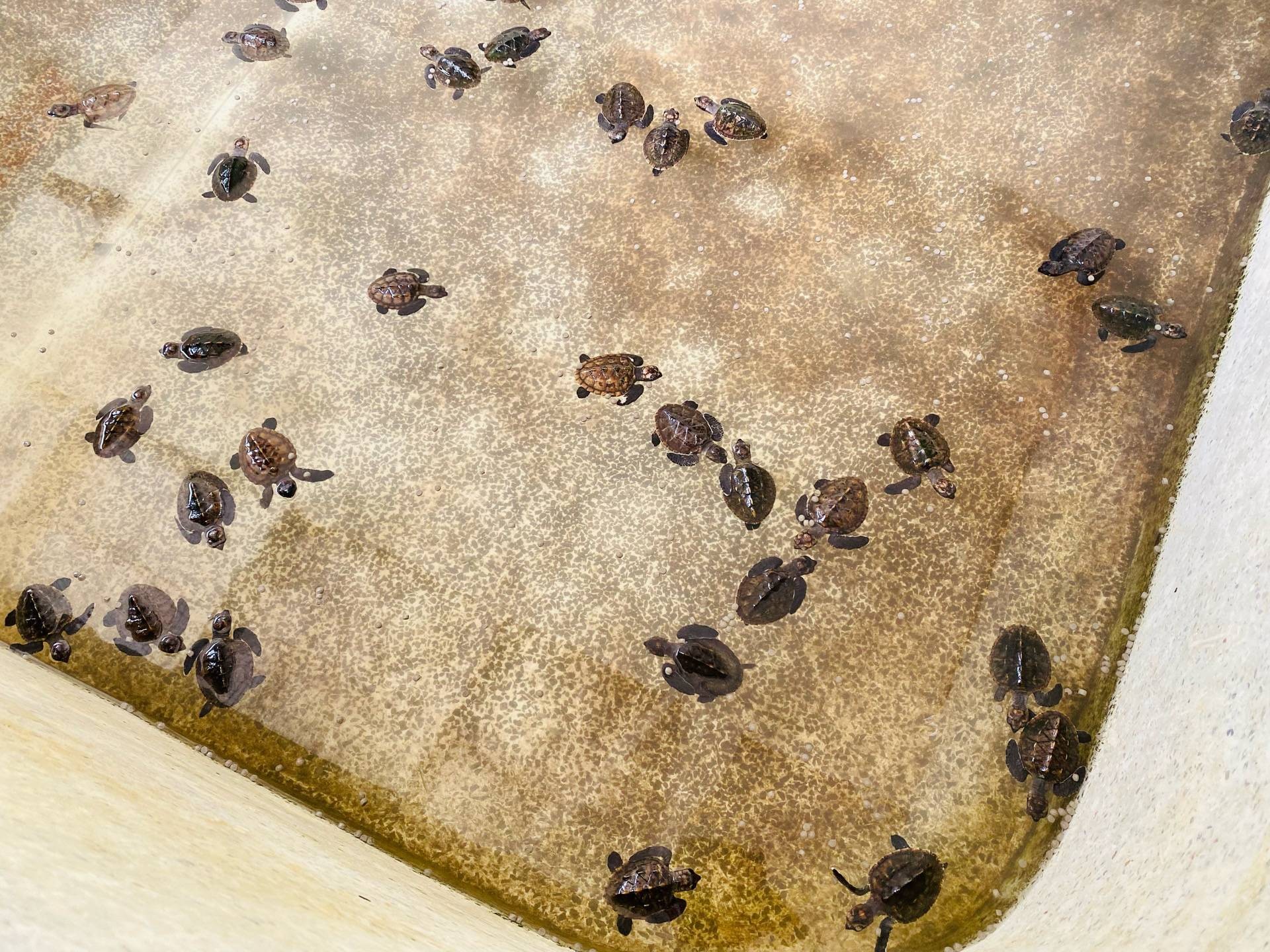 รูป ศูนย์อนุรักษ์พันธุ์เต่าทะเล - Wongnai