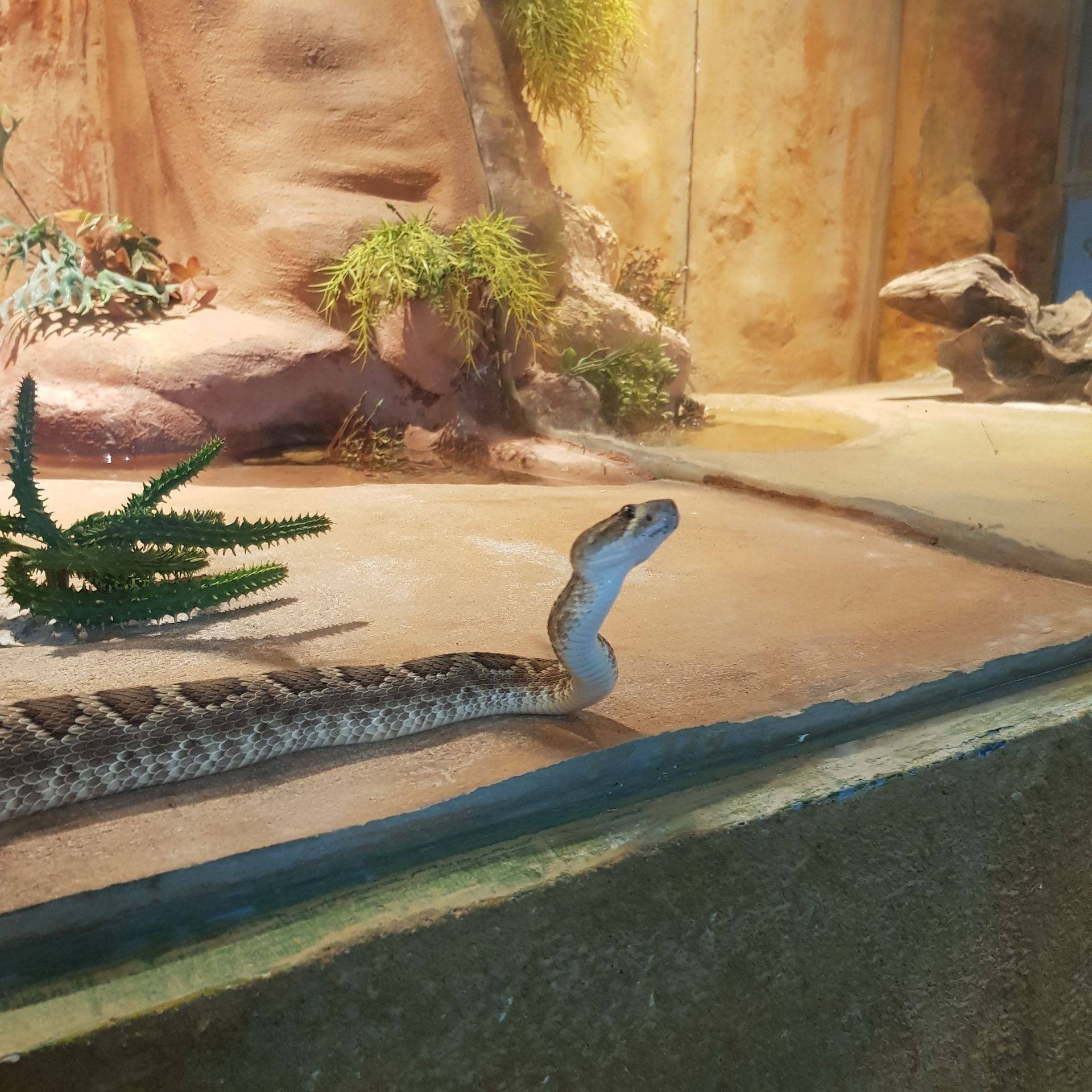 รูป สยามเซอร์เพนทาเรียม