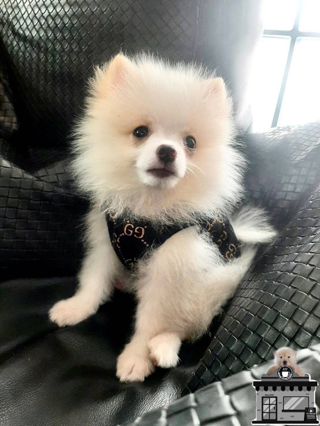 รูป Dee’ Dog Cafe’ - Wongnai