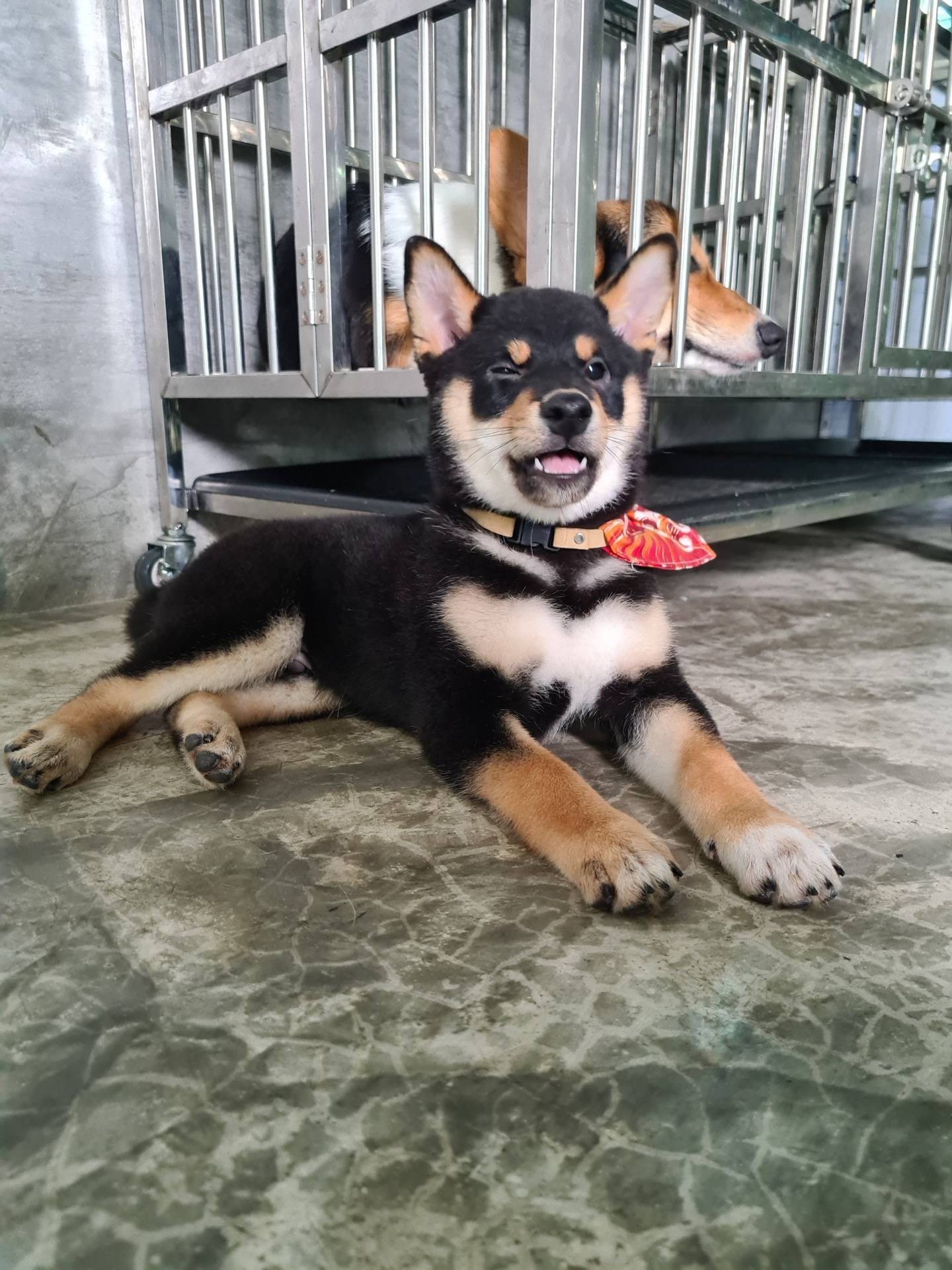 รูป Dee’ Dog Cafe’ - Wongnai