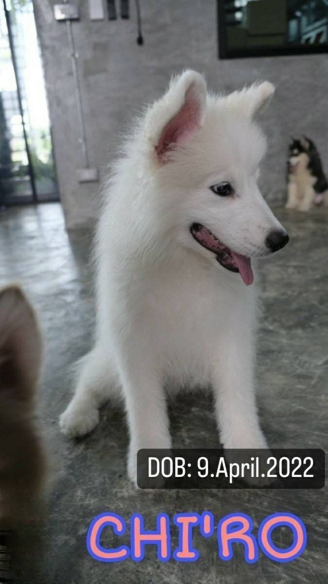 Dee’ Dog Cafe’ - รีวิวสถานที่ท่องเที่ยว - Wongnai