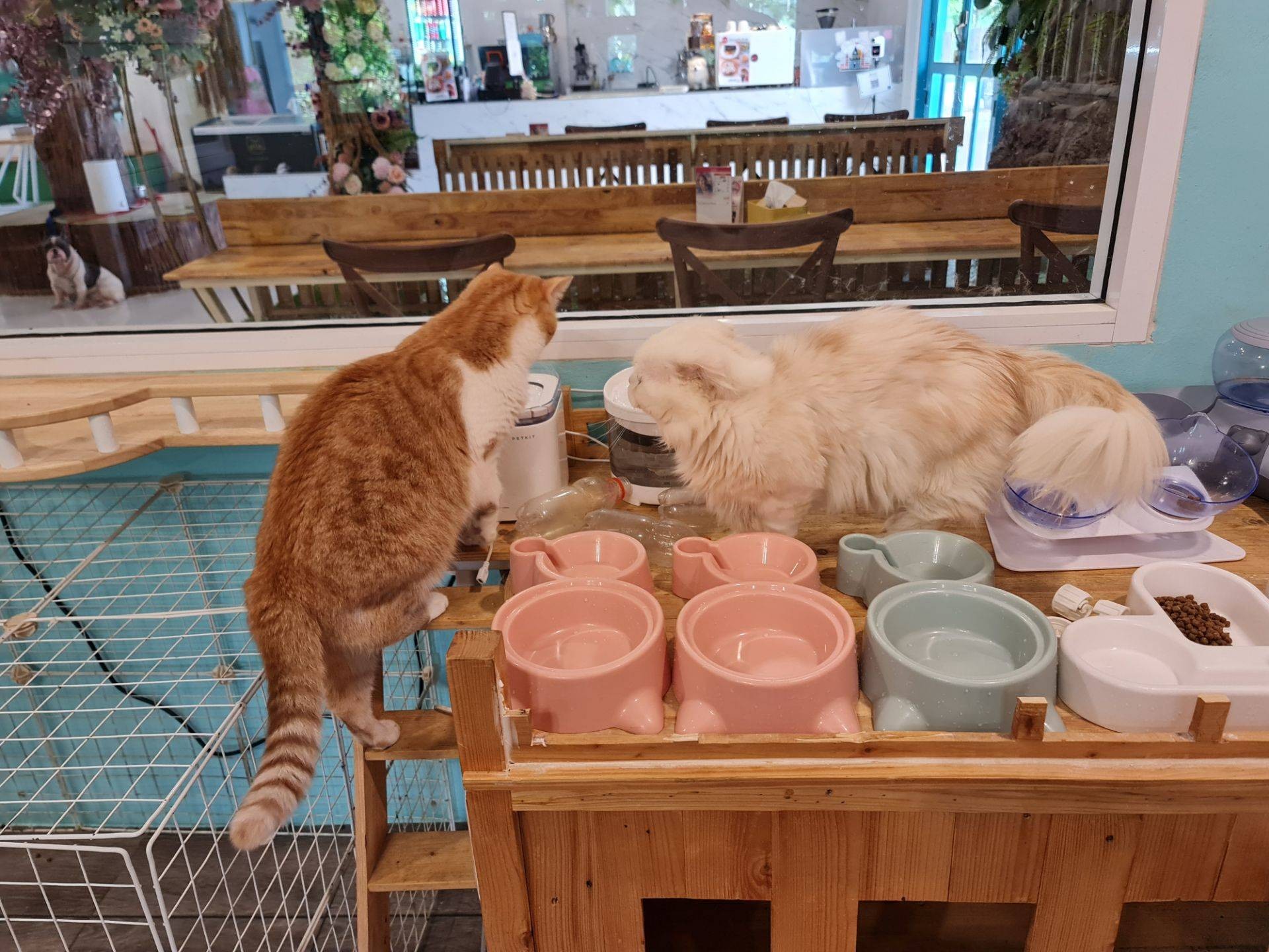 รูป The Pet Castle