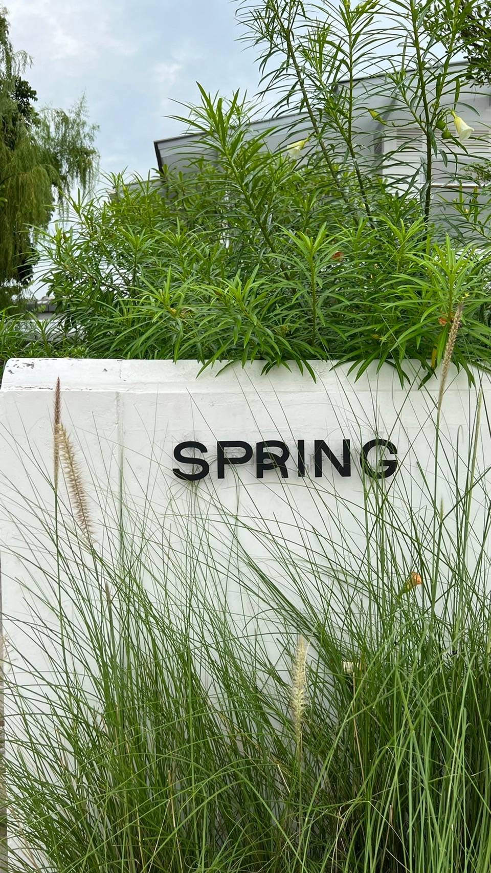 รีวิว Spring Bakehouse . - - Wongnai