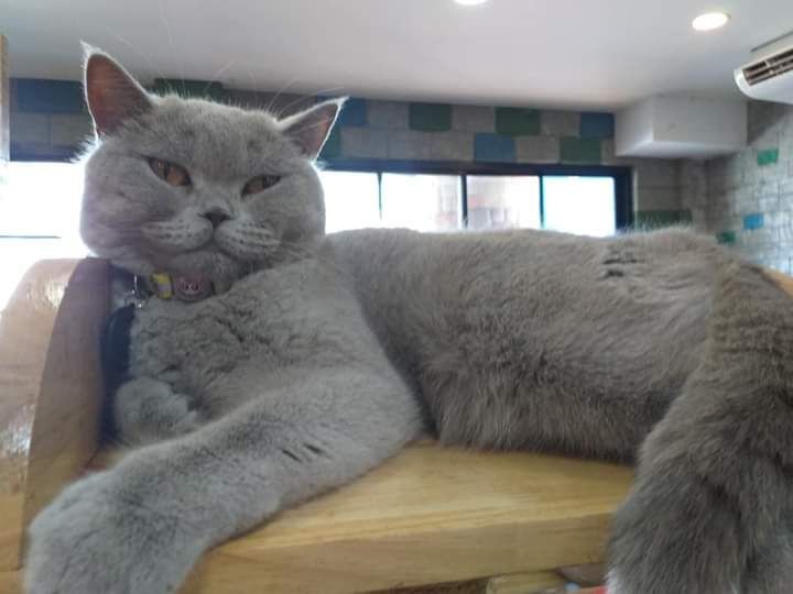 รูป Chill cat cafe - กาแฟสด เพชรเกษม110