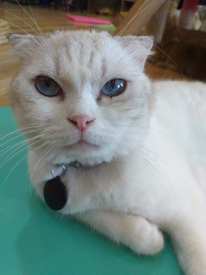 รูป Chill cat cafe - กาแฟสด เพชรเกษม110