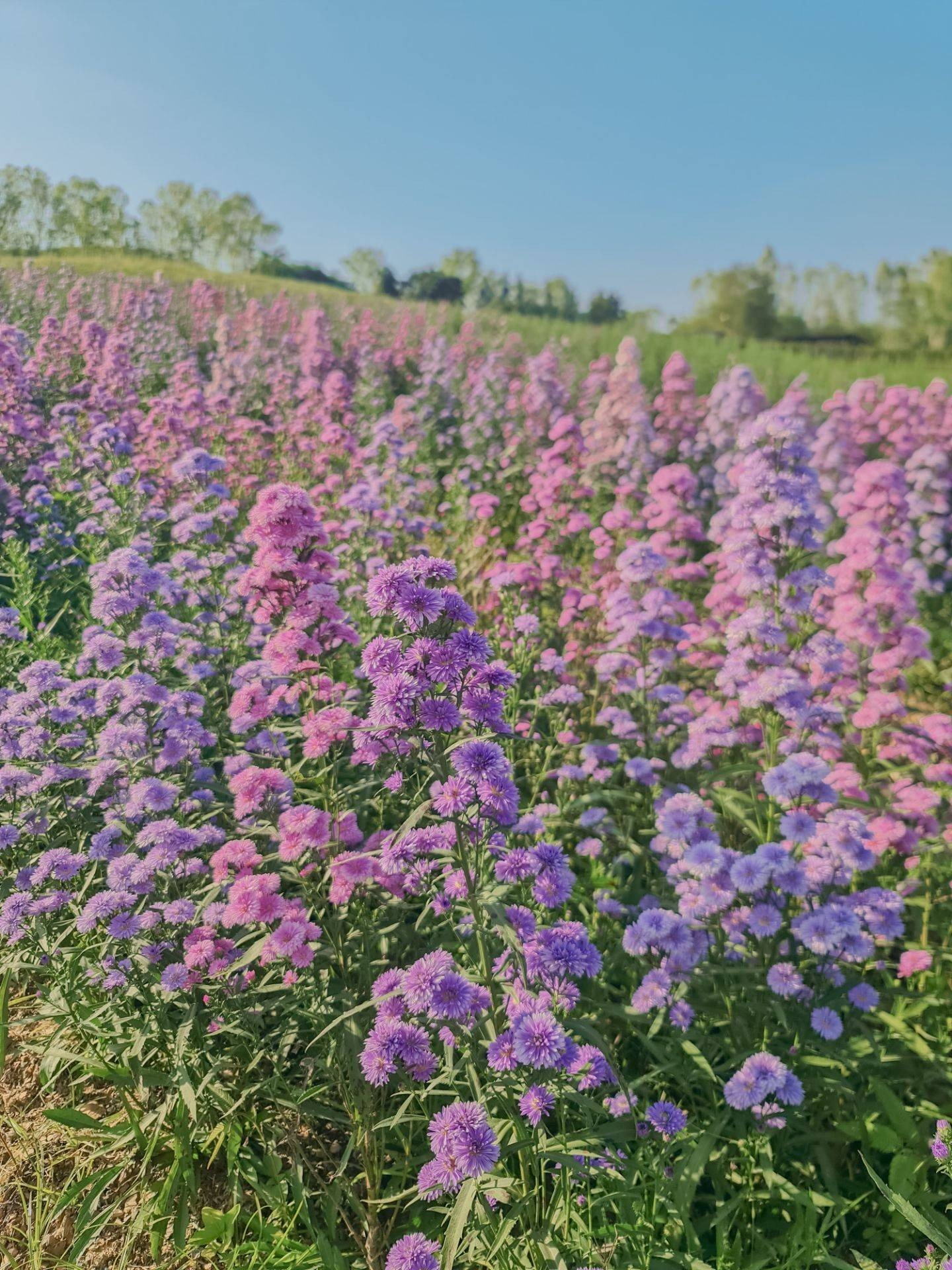 รูป Floryday Khaoyai : Cafe & Flower