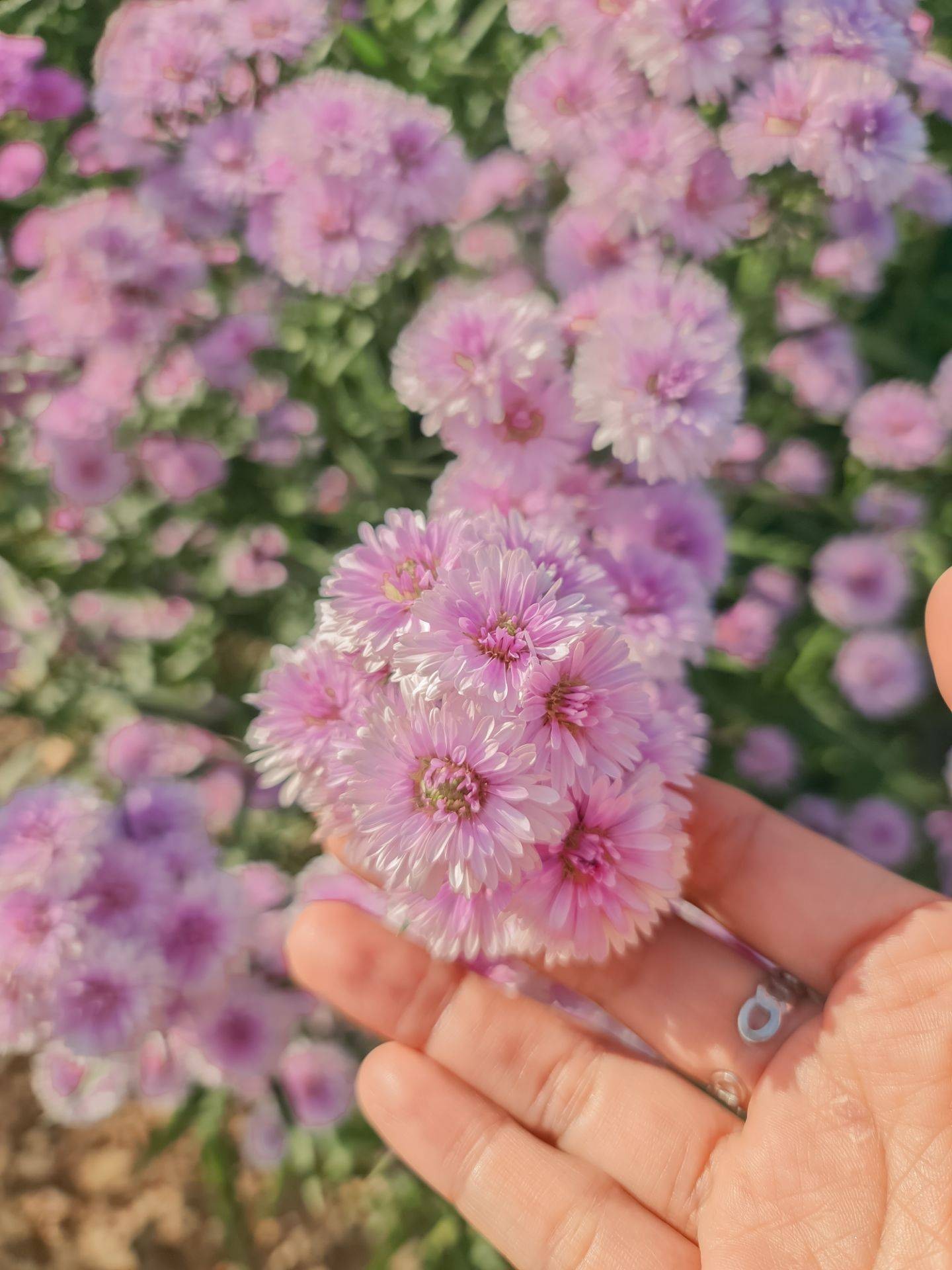 รูป Floryday Khaoyai : Cafe & Flower