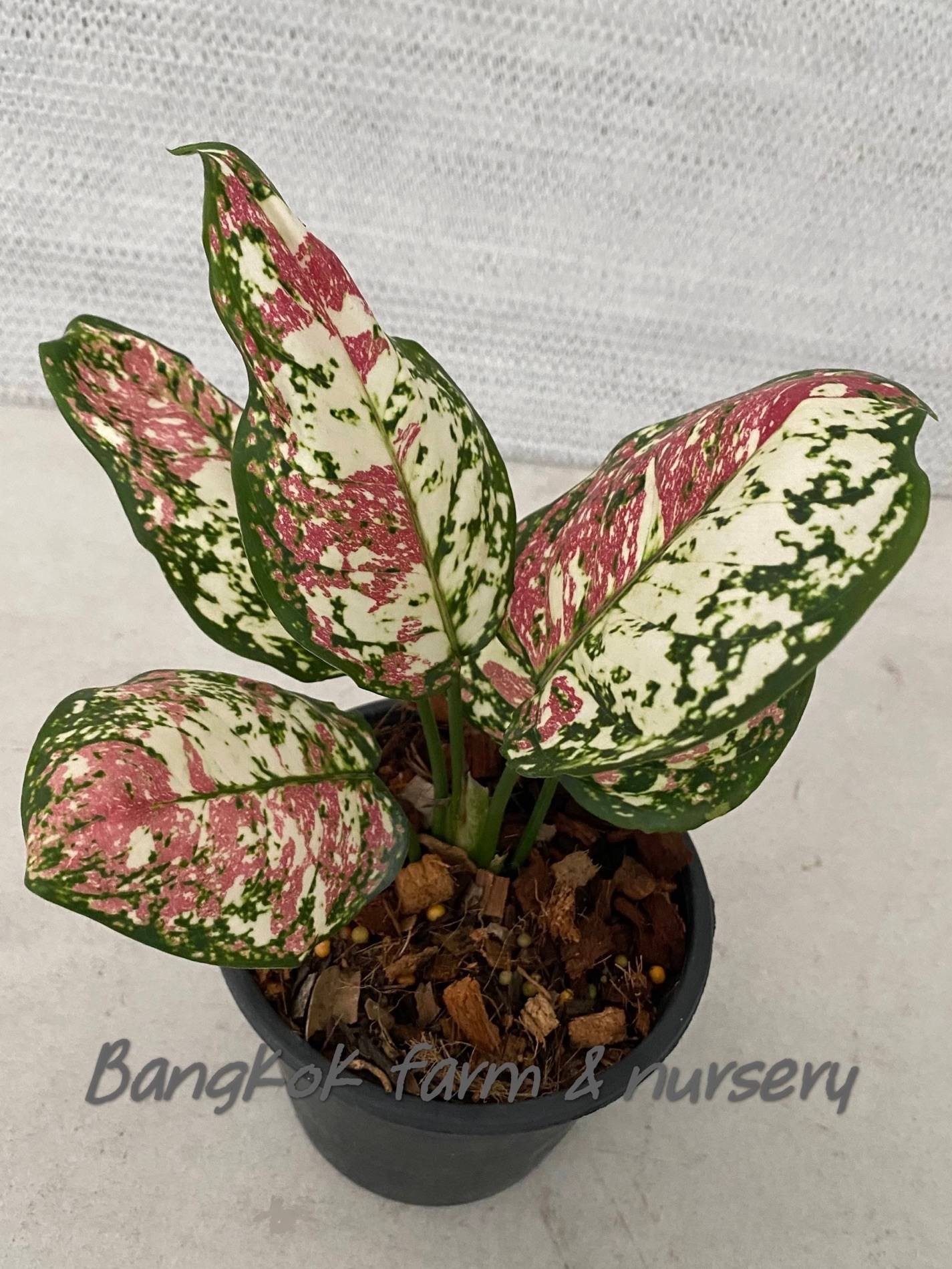 ร้าน Bangkok Farm ตลาดบุญยง