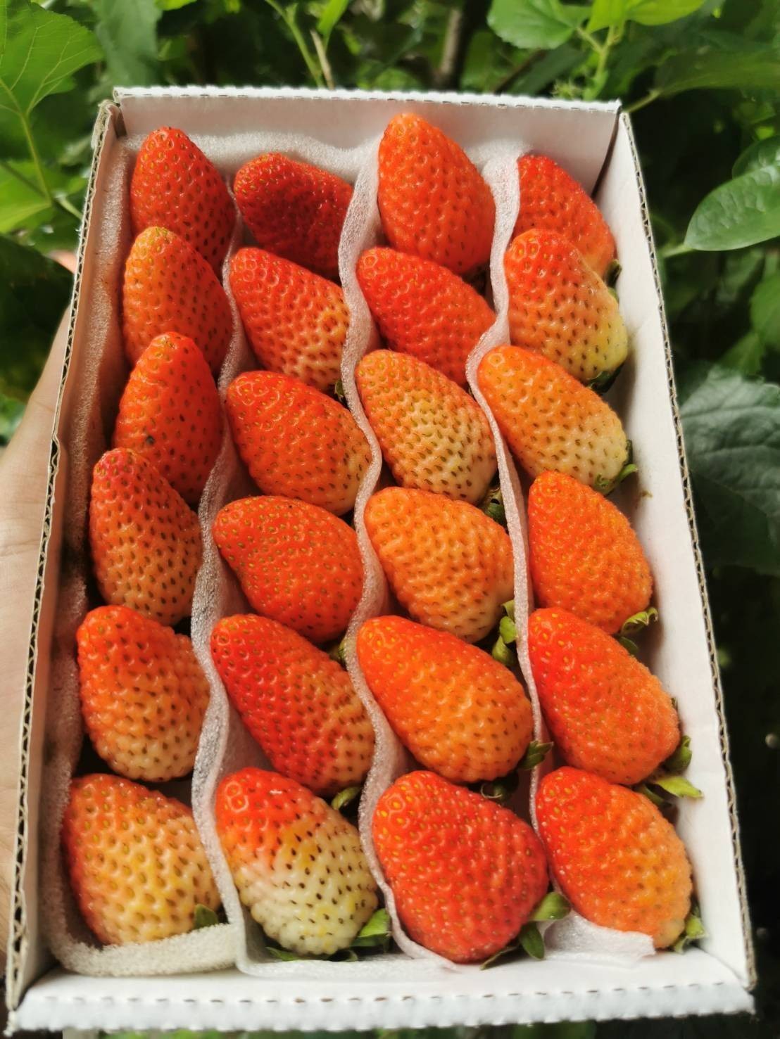 รีวิว ผลไม้สด by jaae หมู่บ้านกฤติญา (บางคูวัด) - สดใหม่อร่อย