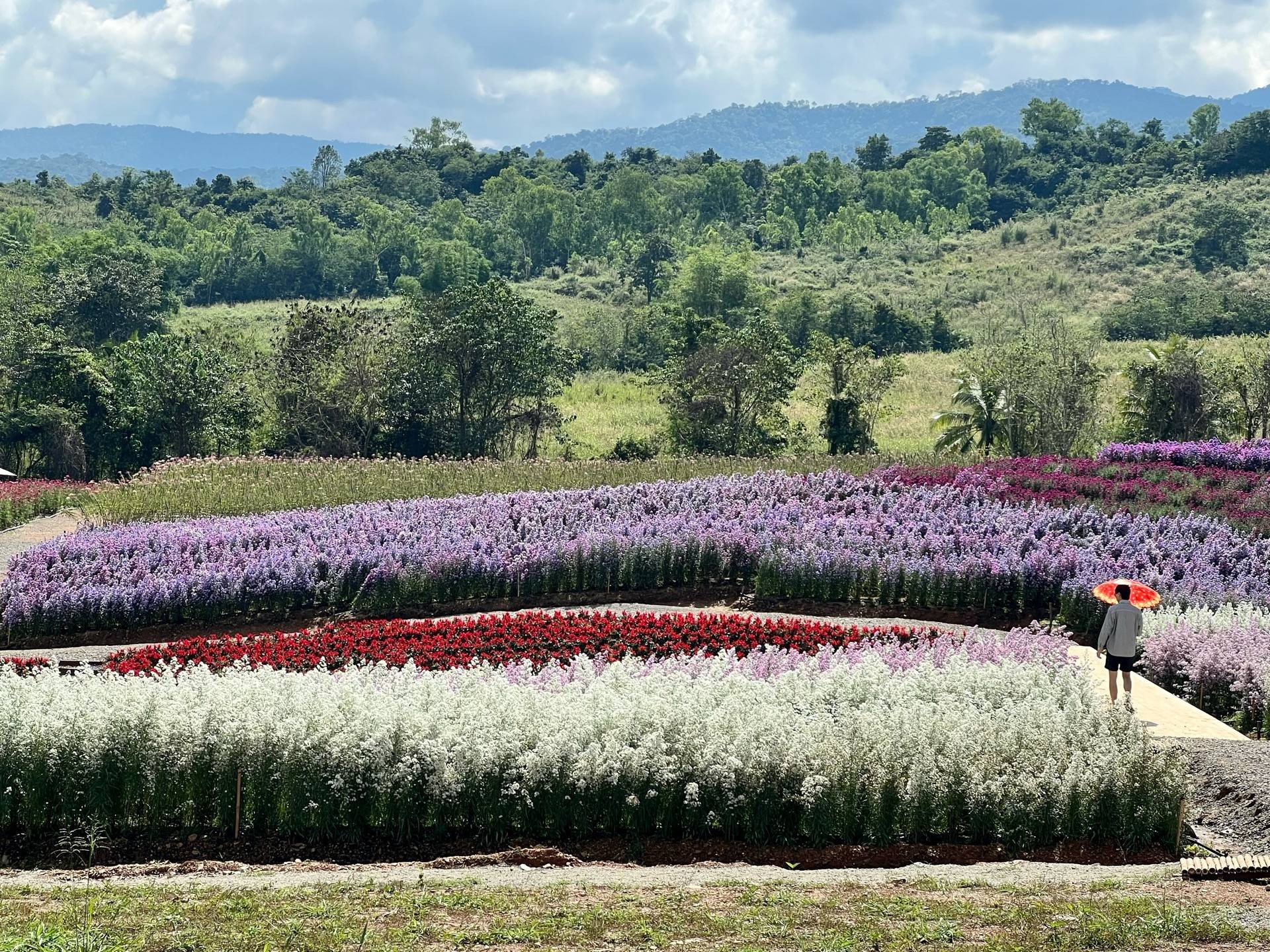 รีวิว Floryday Khaoyai : Cafe & Flower - คาเฟ่บนเนิน พร้อมทุ่งดอกไม้ ...
