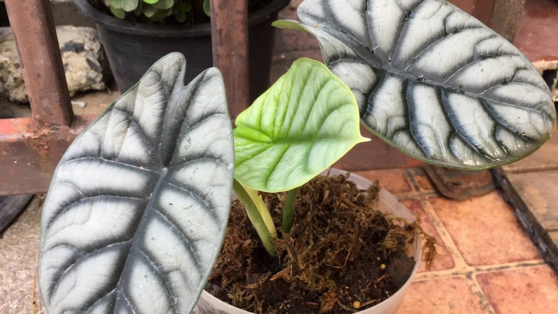 Dak Market - สั่งอาหารเดลิเวอรี | Wongnai x LINE MAN