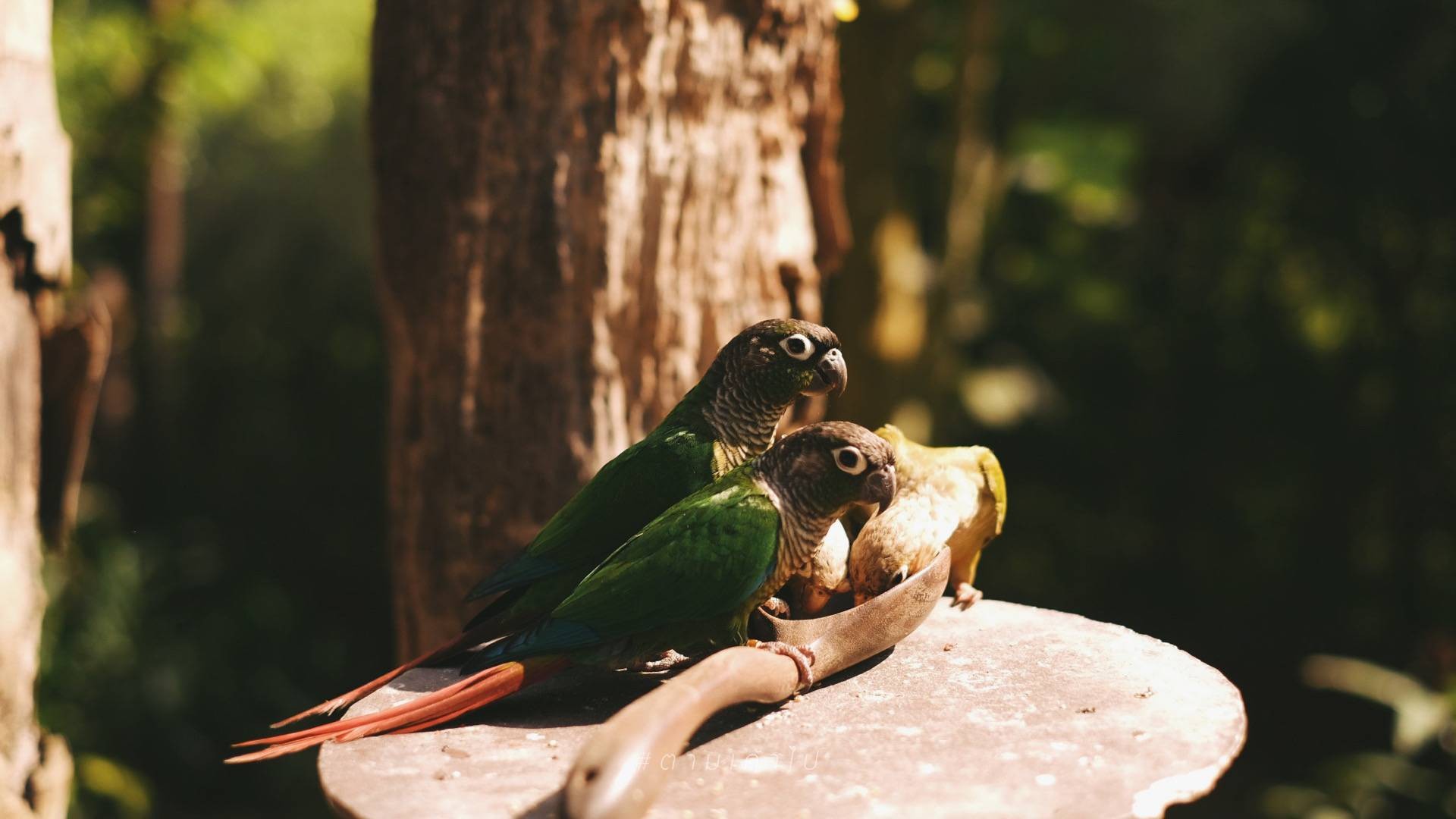 รูป Alpaca Hill - Wongnai