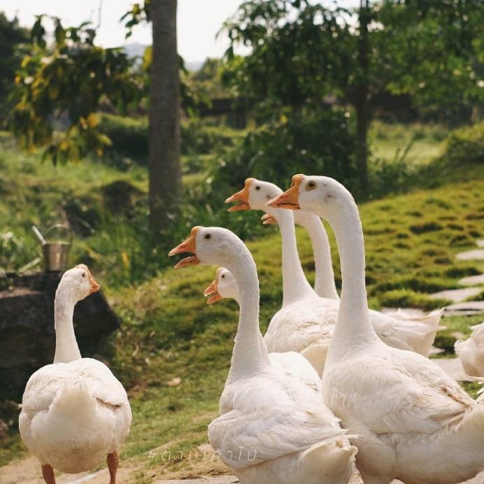 รูป Alpaca Hill