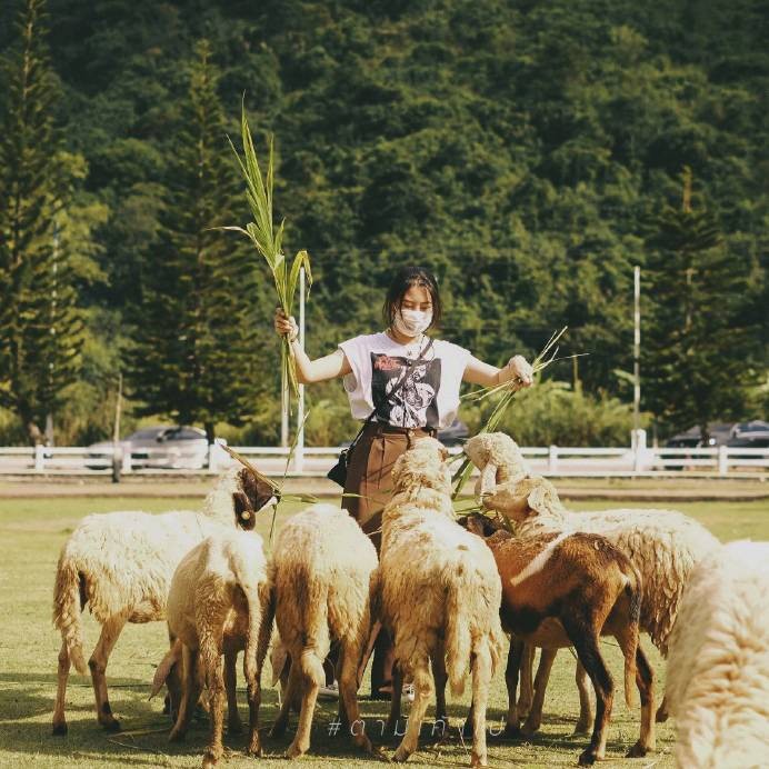รูป Alpaca Hill - Wongnai
