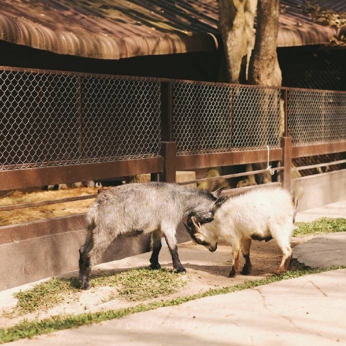 รูป Alpaca Hill