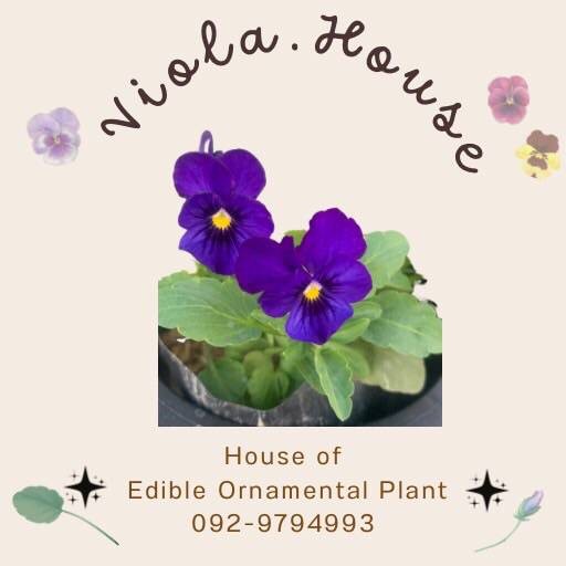ร้าน Viola.House(Edible Flower) (ไวโอล่าเฮ้าส์ บ้านดอกไม้กินได้)