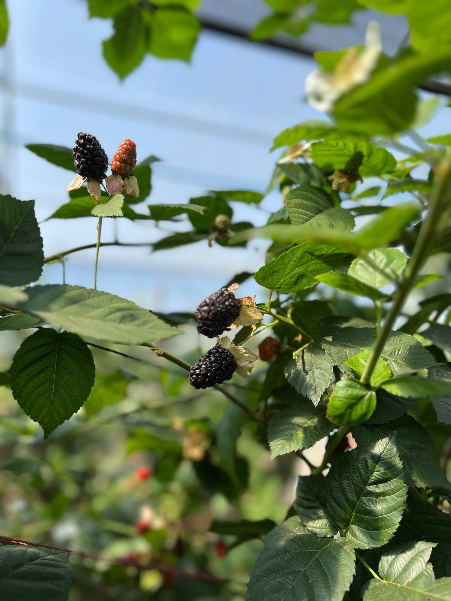 รูป BerryCU Farm