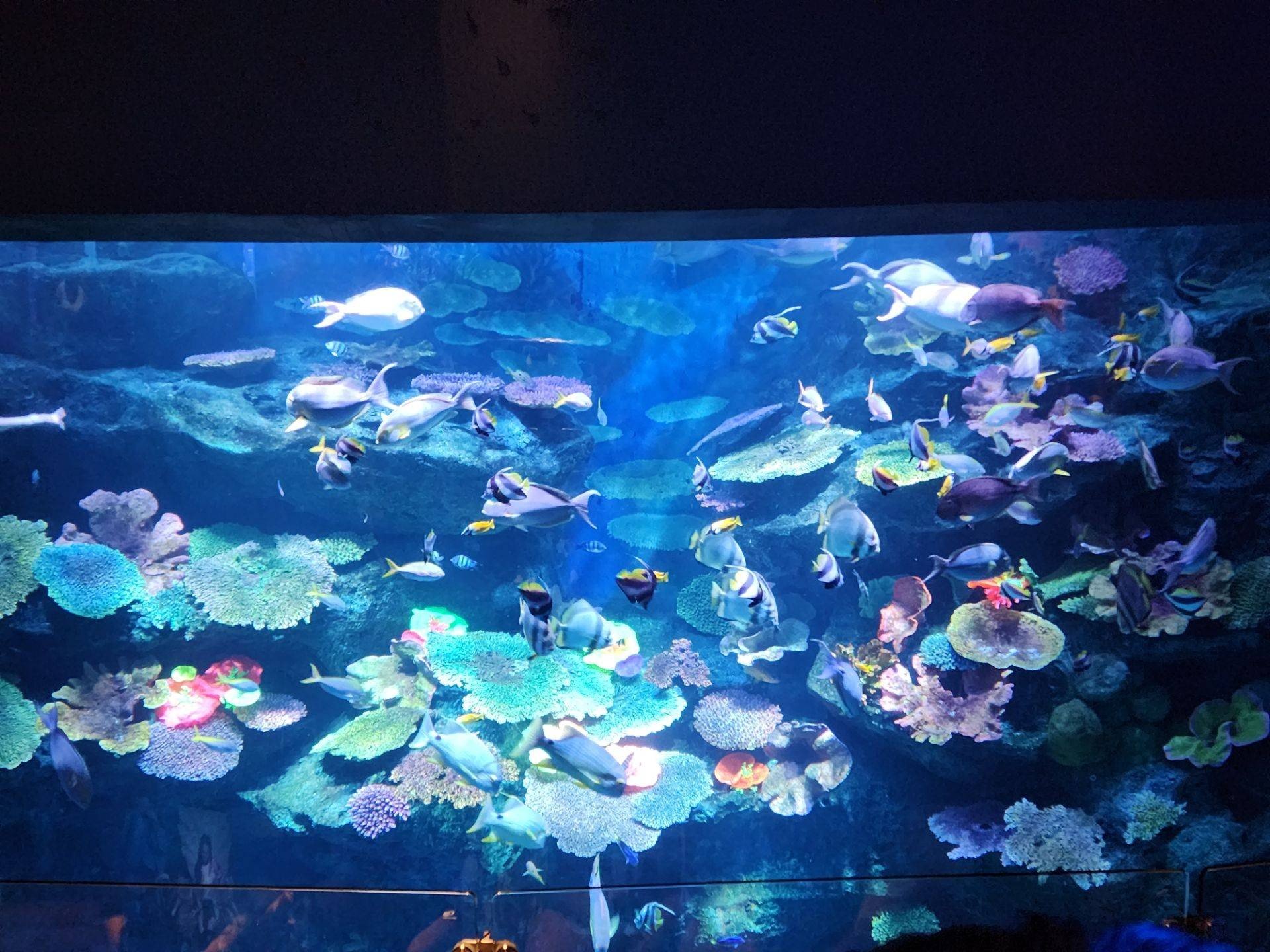 รูป Sea Life Bangkok Ocean World - Wongnai