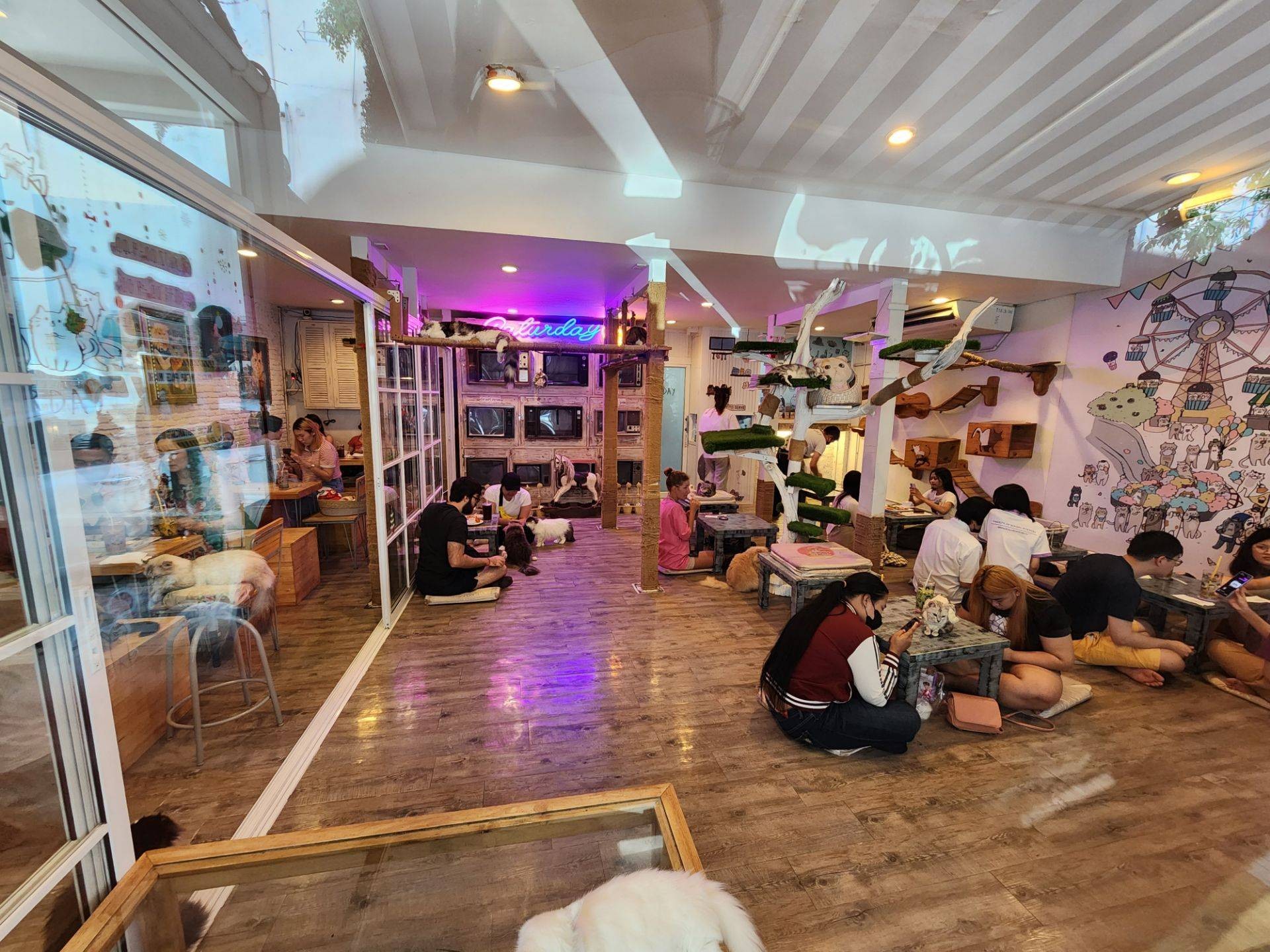 รูป Caturday cat cafe