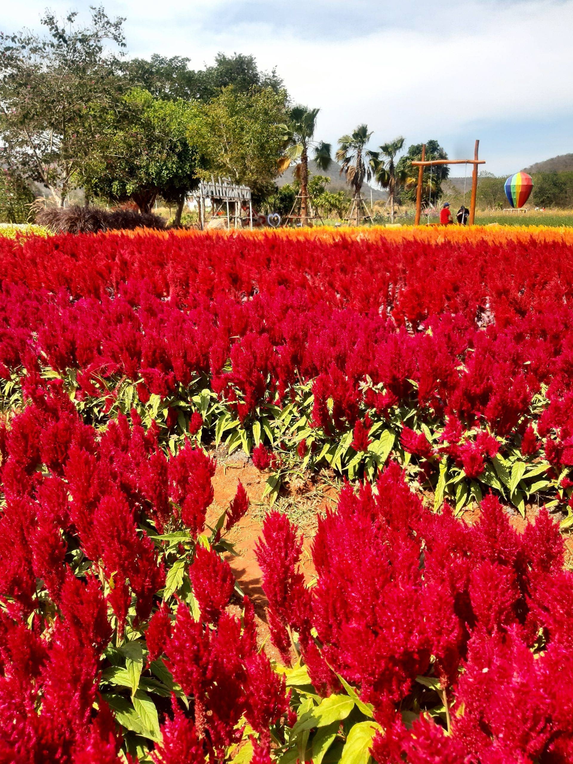 รูป สวนสัปปายะ Cactus Farm