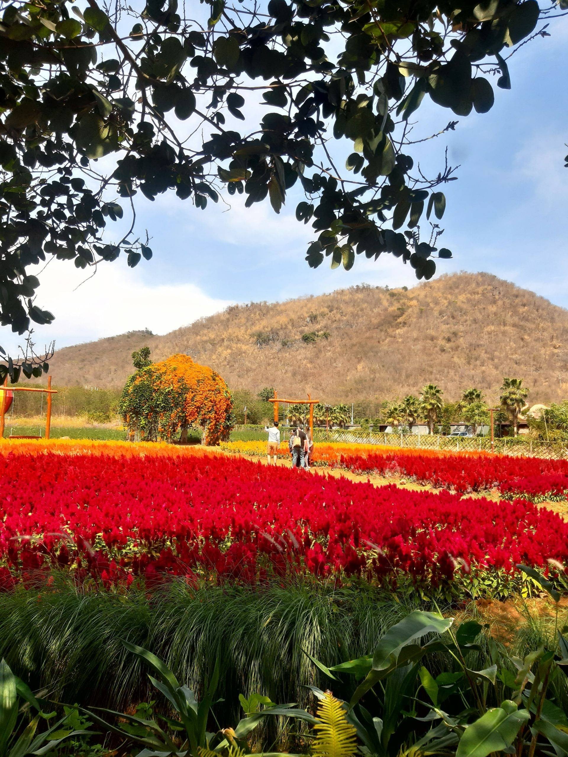 รูป สวนสัปปายะ Cactus Farm