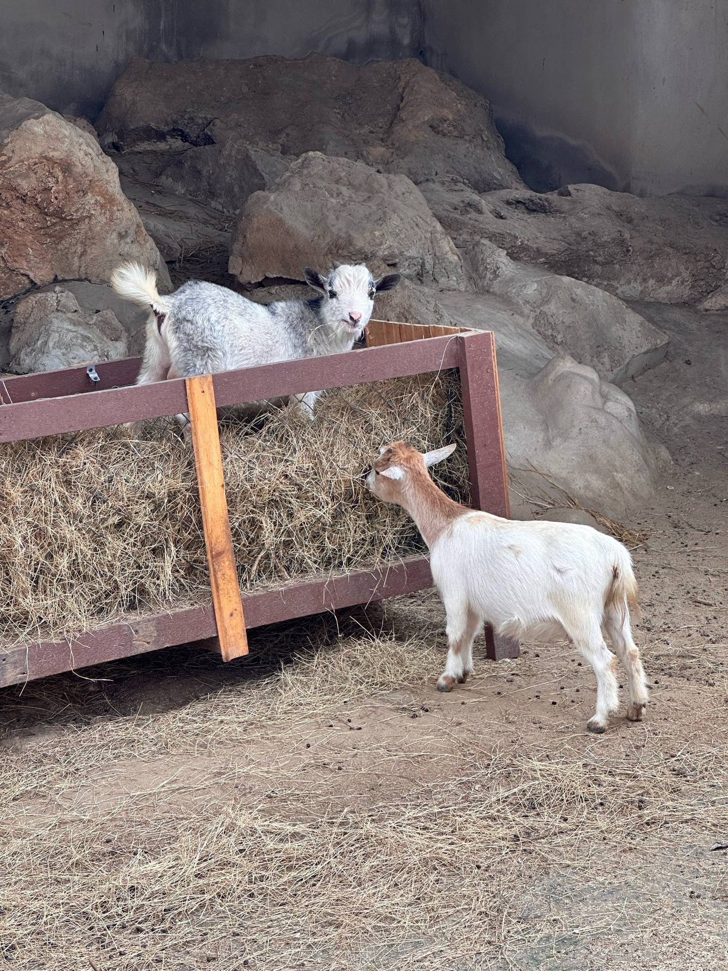 รูป Bonanza Exotic Zoo